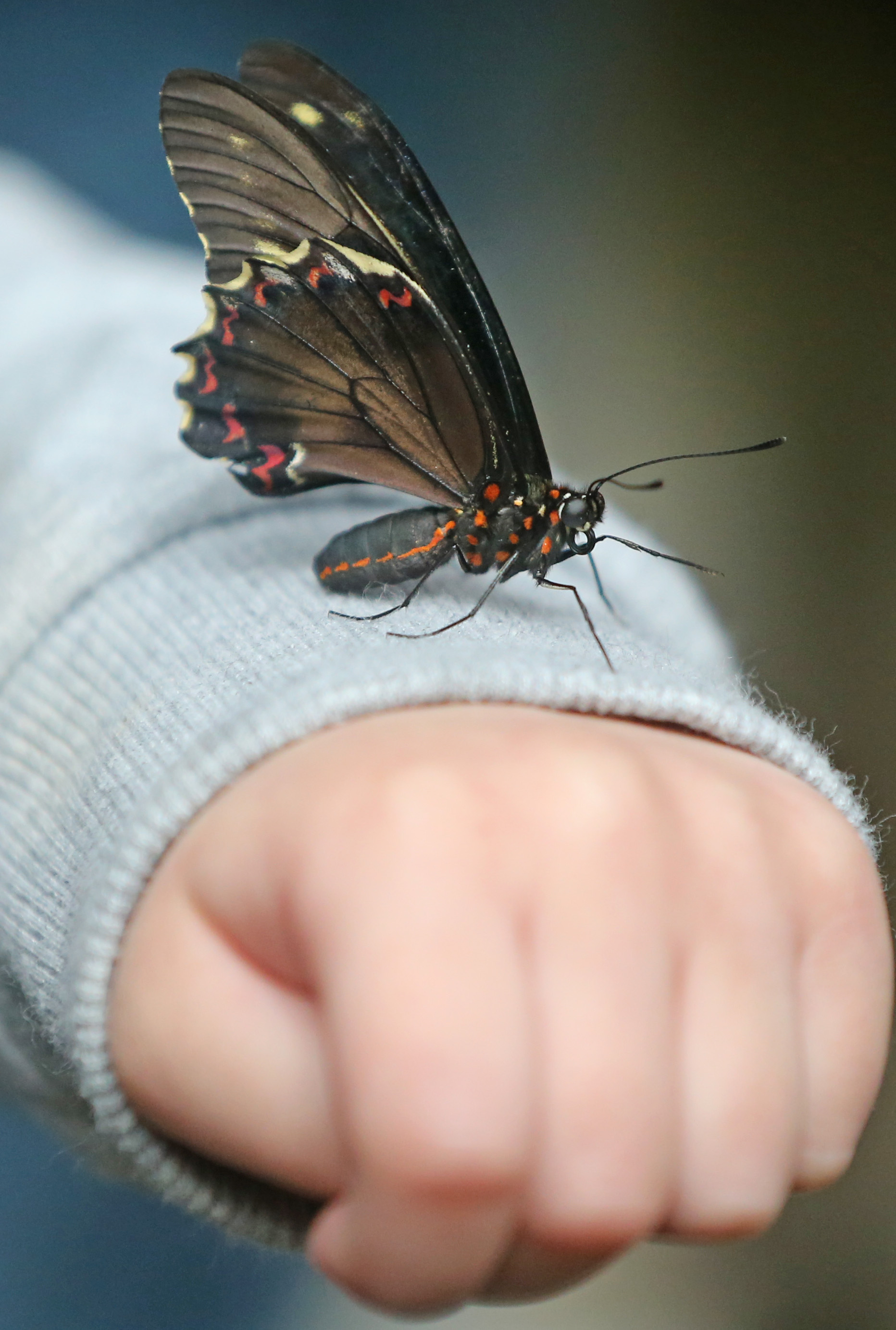 Butterfly releases are back at the Cleveland Botanical Garden, April 1 ...