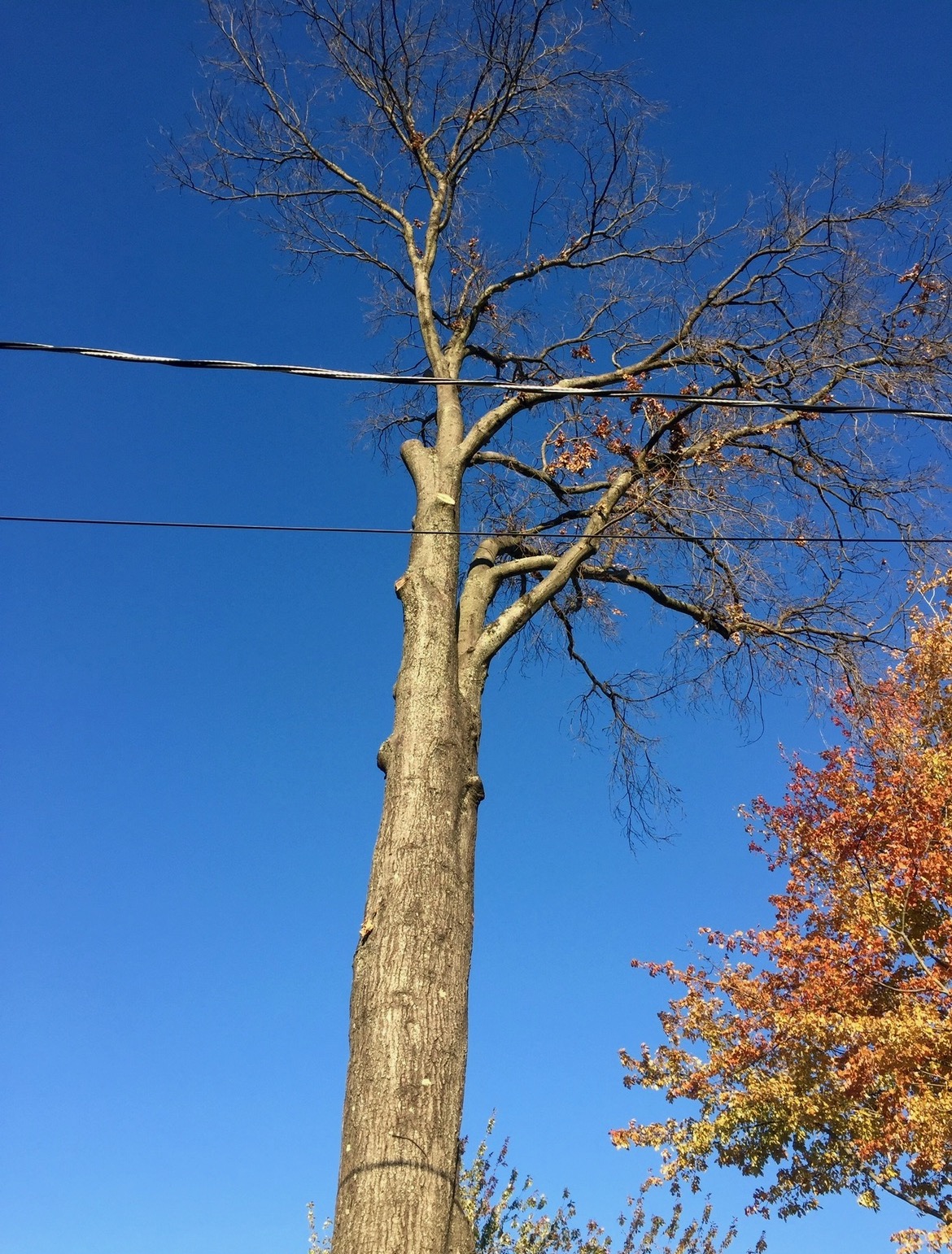 A $170K tree: Huguenot resident criticizes Parks Department tree laws; Borelli proposes fix ...
