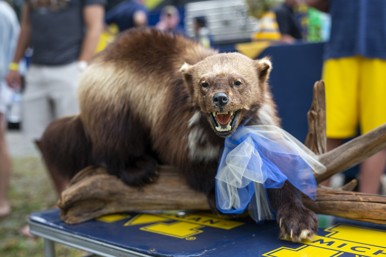 Michigan tailgating is back! - mlive.com