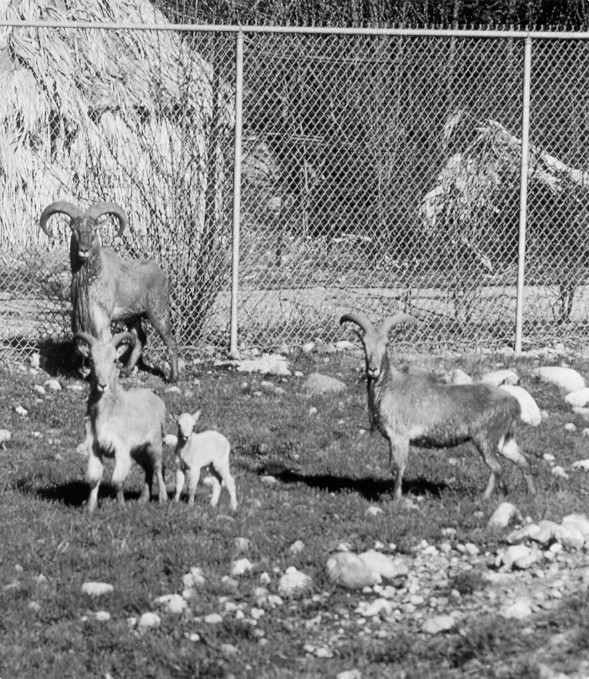 Story Land from 1964 to 1980 - masslive.com