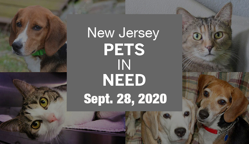 N.J. pets in need: Sept. 28, 2020 - nj.com