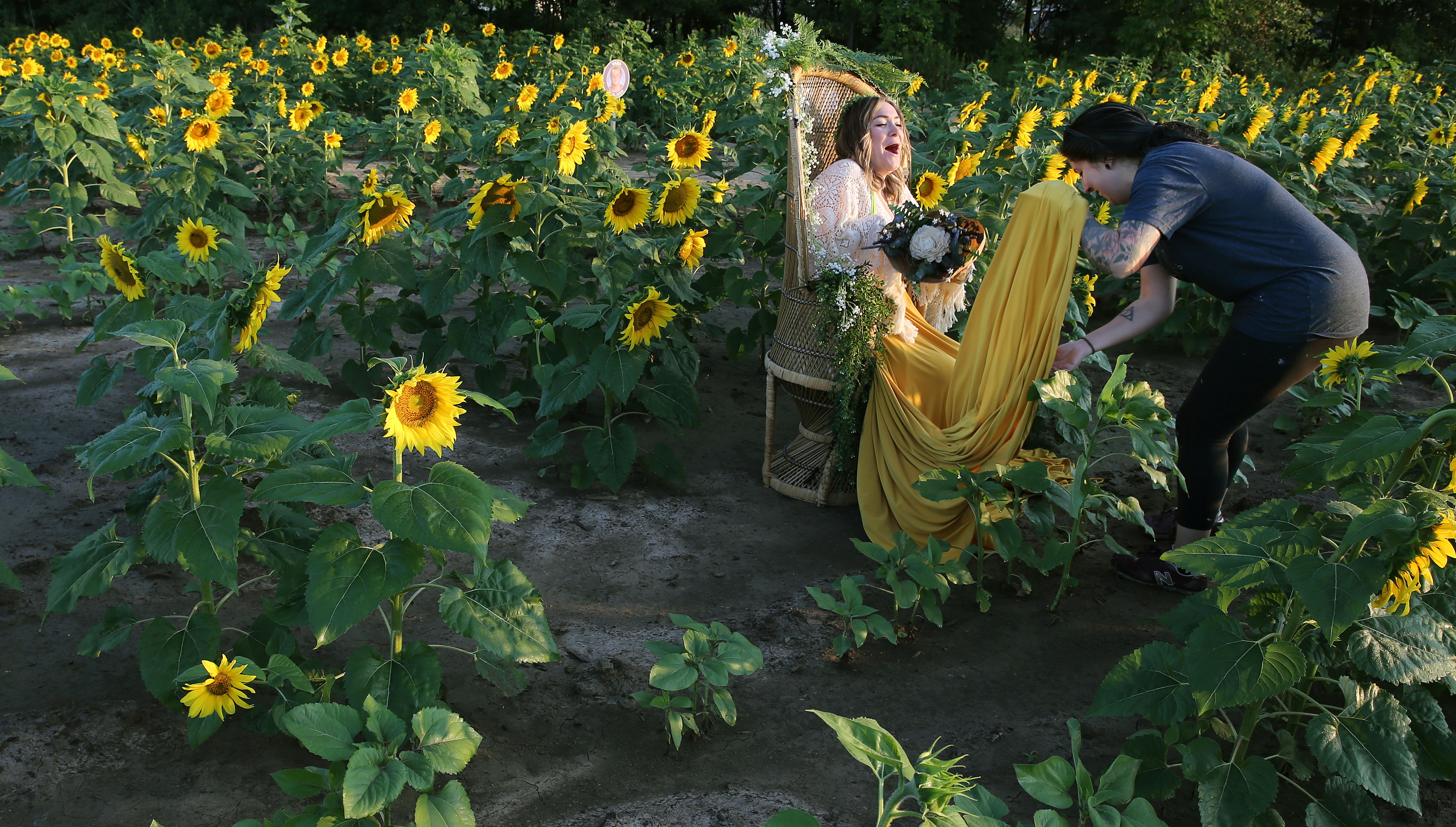 Sunflowers in bloom at Maria's Field of Hope in Avon, September 1, 2020 ...