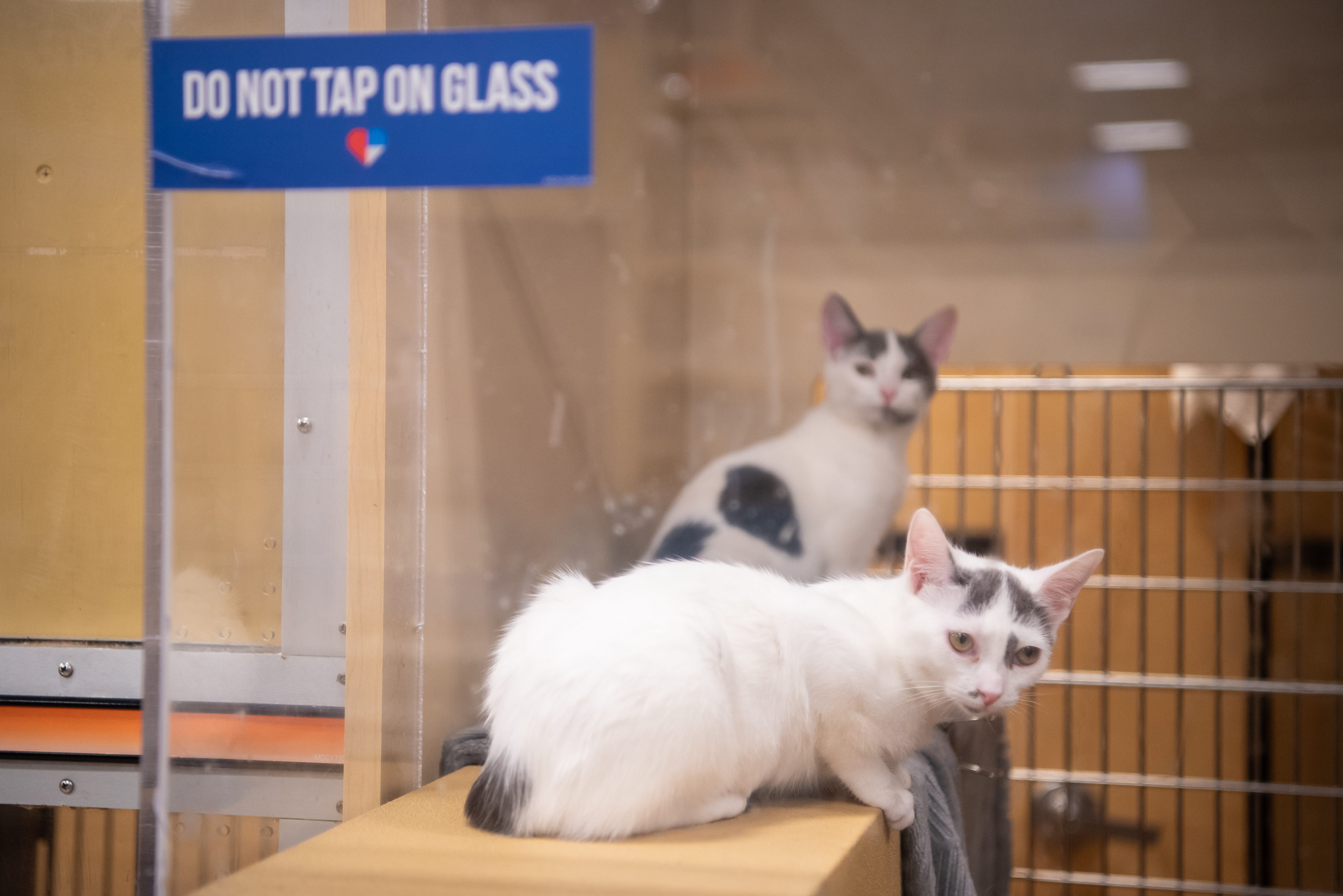 Animal adoption center at Secaucus PetSmart - nj.com