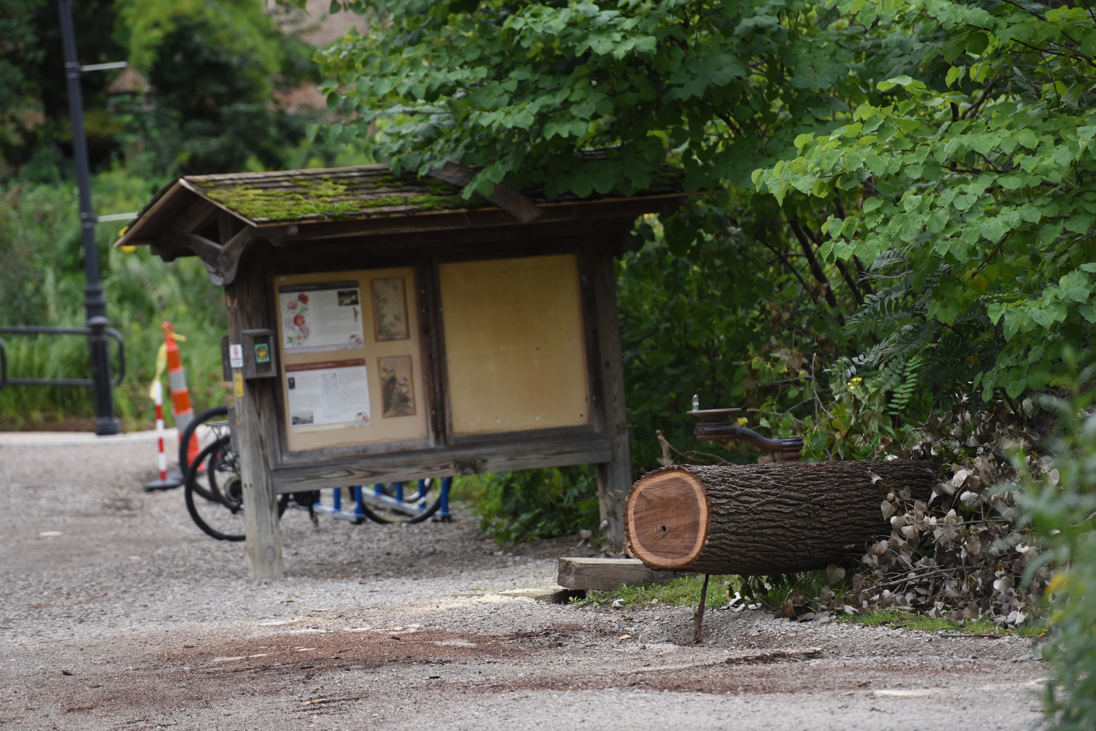 Storm topples trees in Nichols Arboretum in Ann Arbor - mlive.com