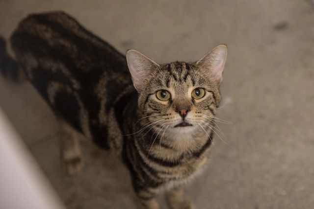 Let’s be thankful for these loving adoptable pets. They could change ...