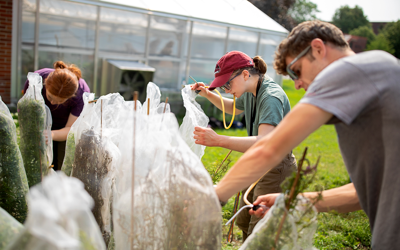 Learning how to defeat invasive loosestrife - syracuse.com