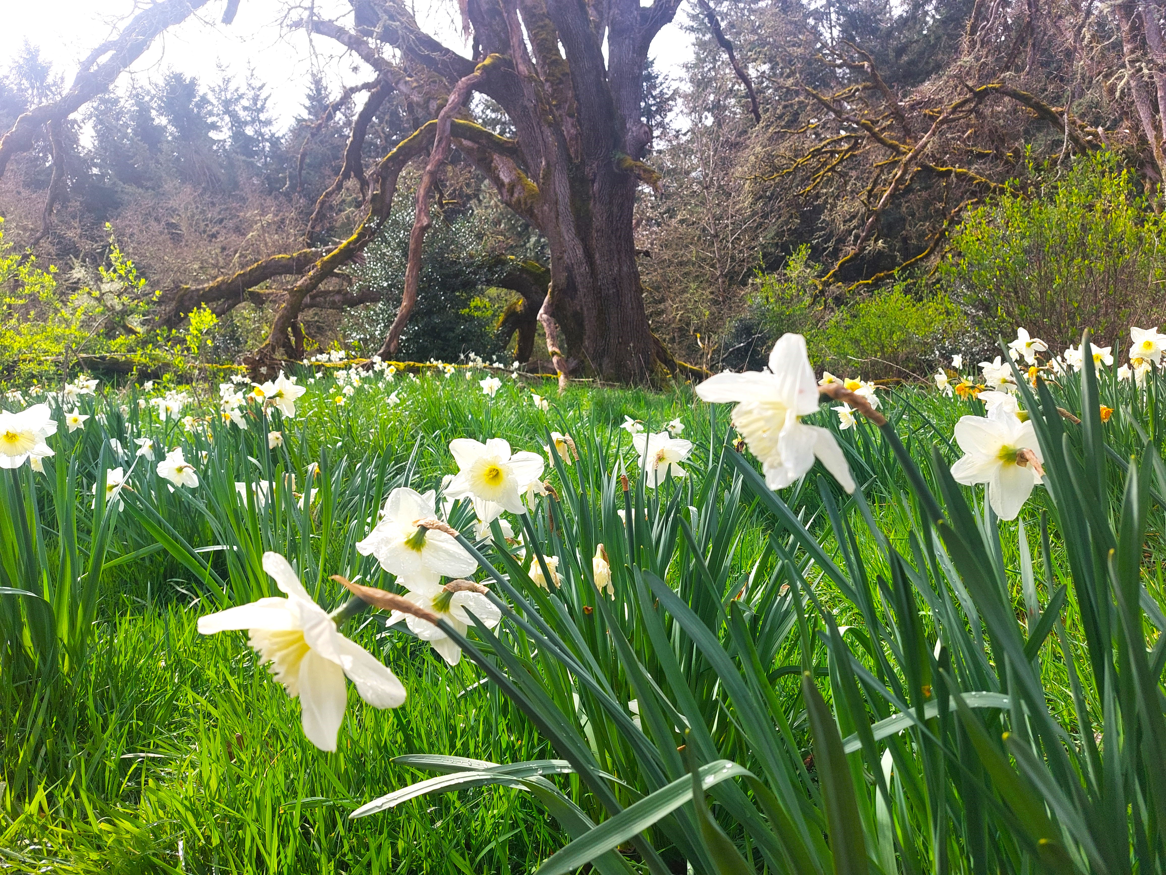 Oregon Garden springtime - oregonlive.com