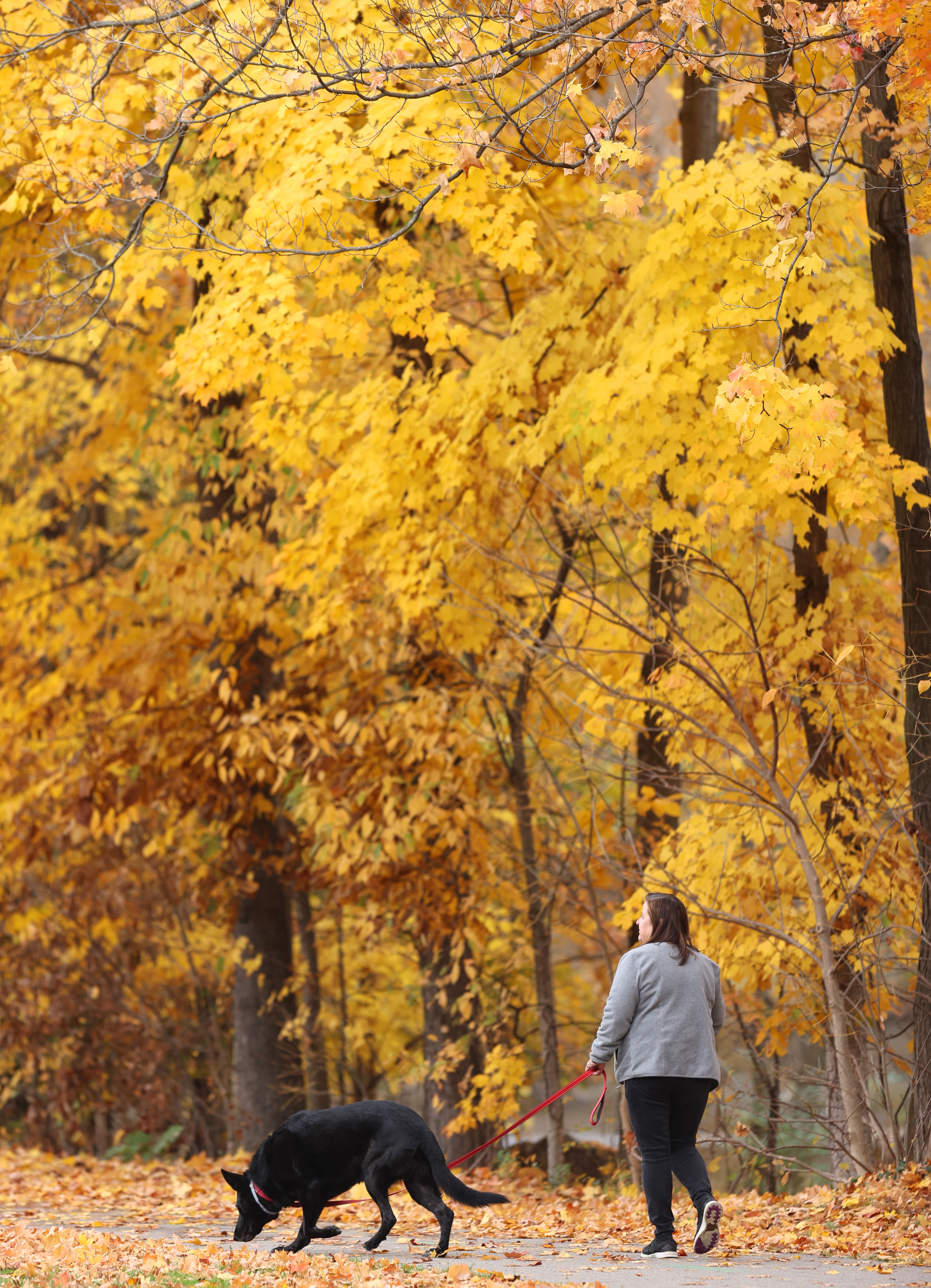Fall colors are on full display in Northeast Ohio, October 27, 2022 ...