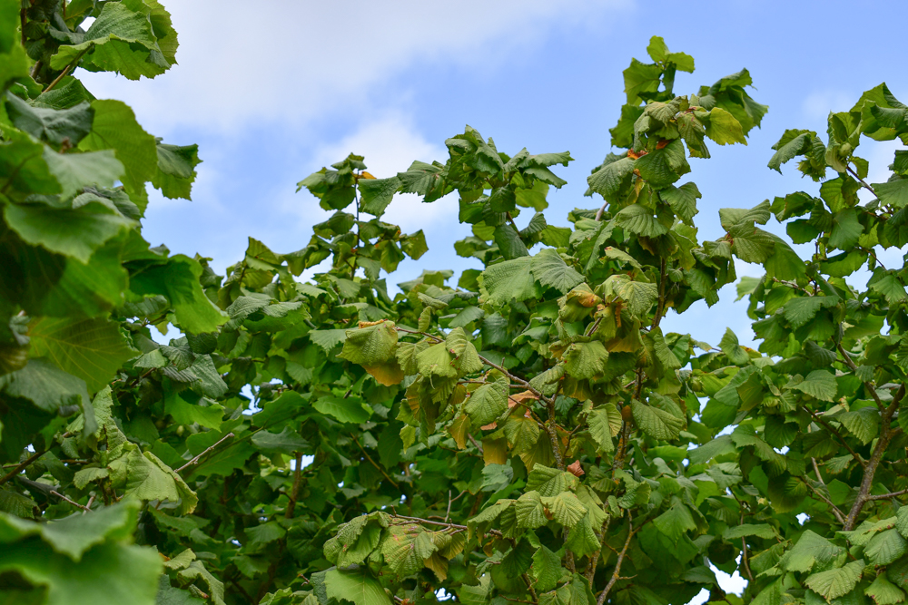 Oregon State scientist sees future in homegrown hazelnuts - oregonlive.com