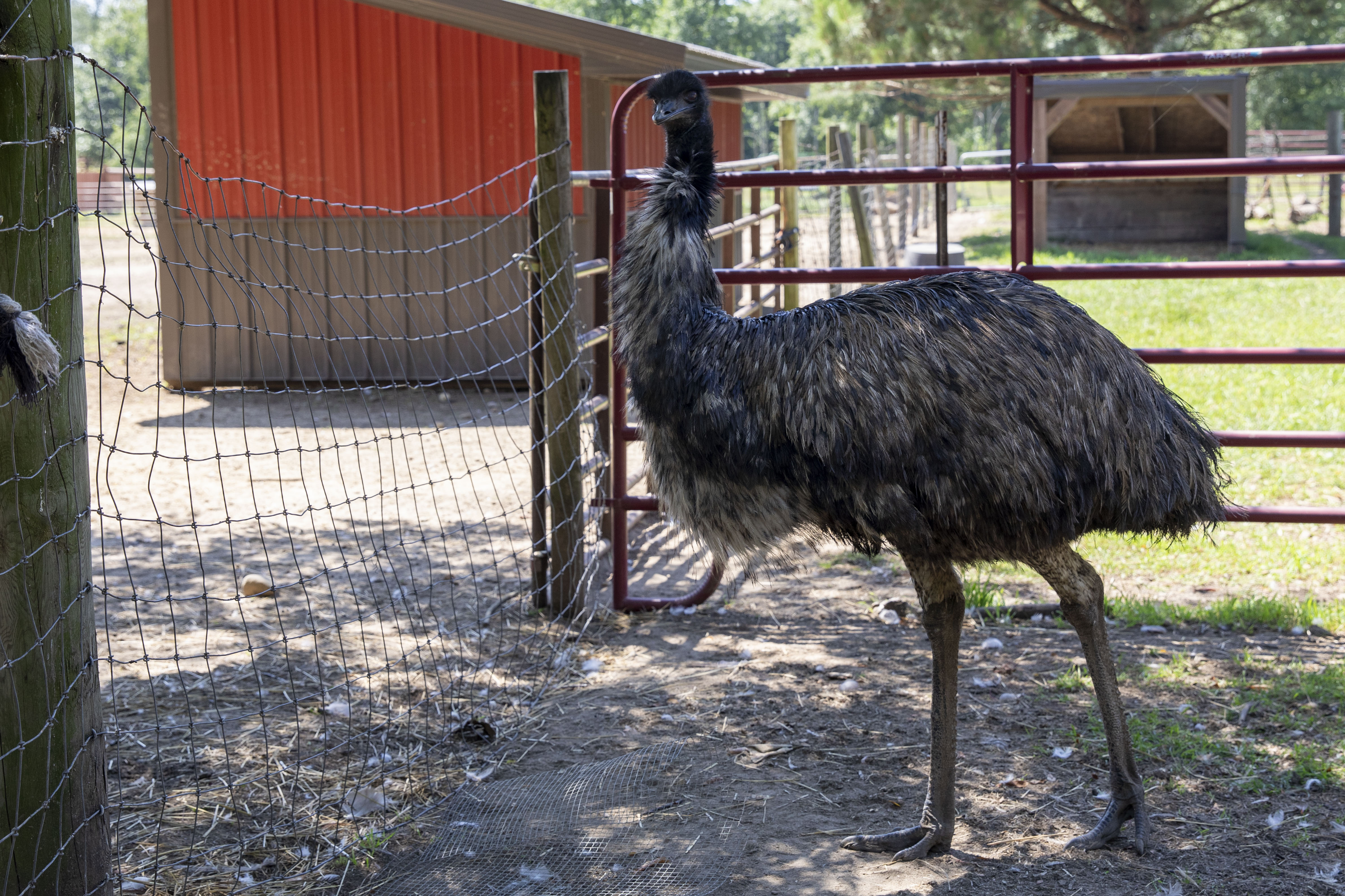 Lowry's Little Flock expanded its offerings last year with a small ...