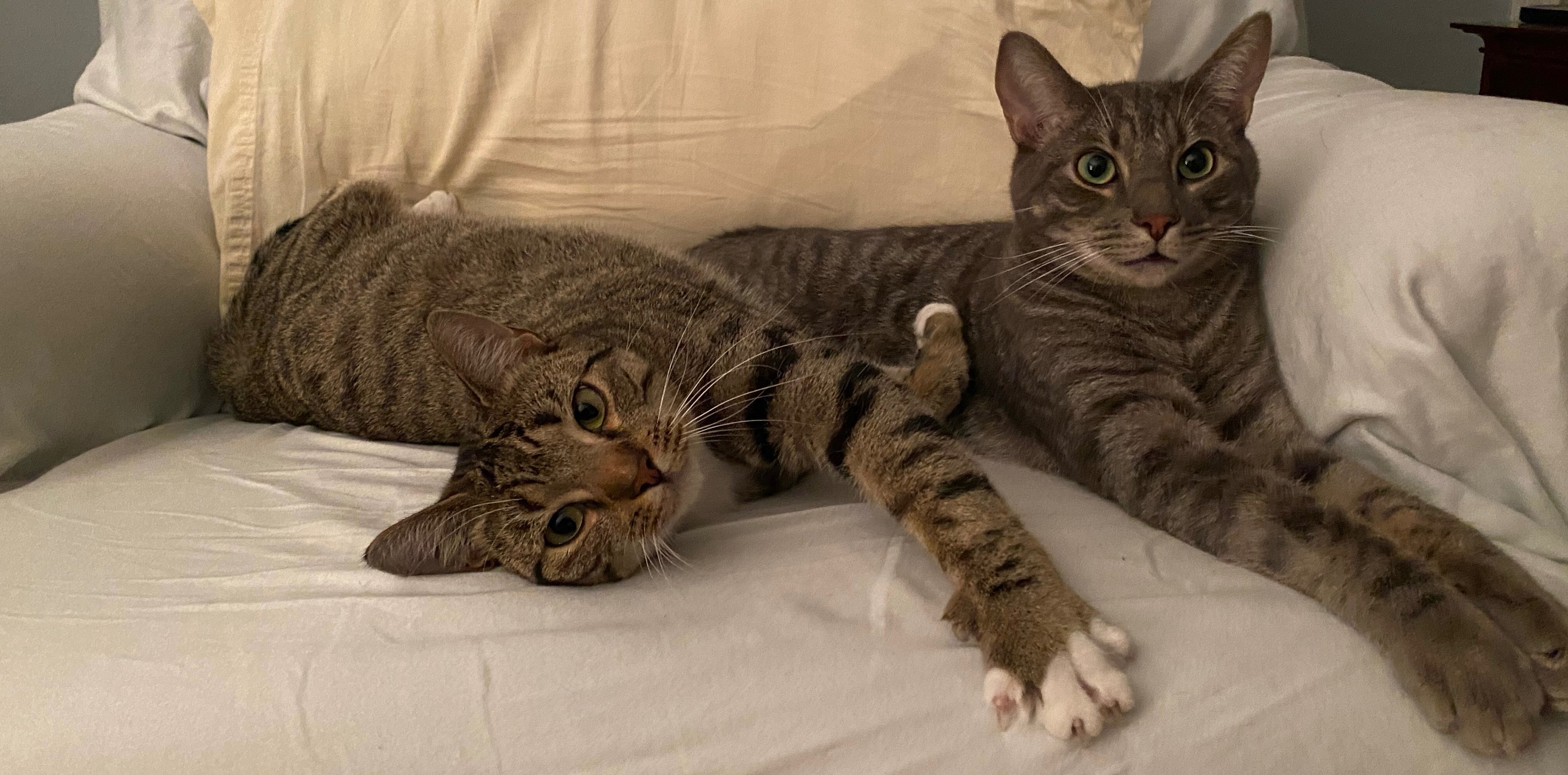 Rescue cats in Alabama - al.com