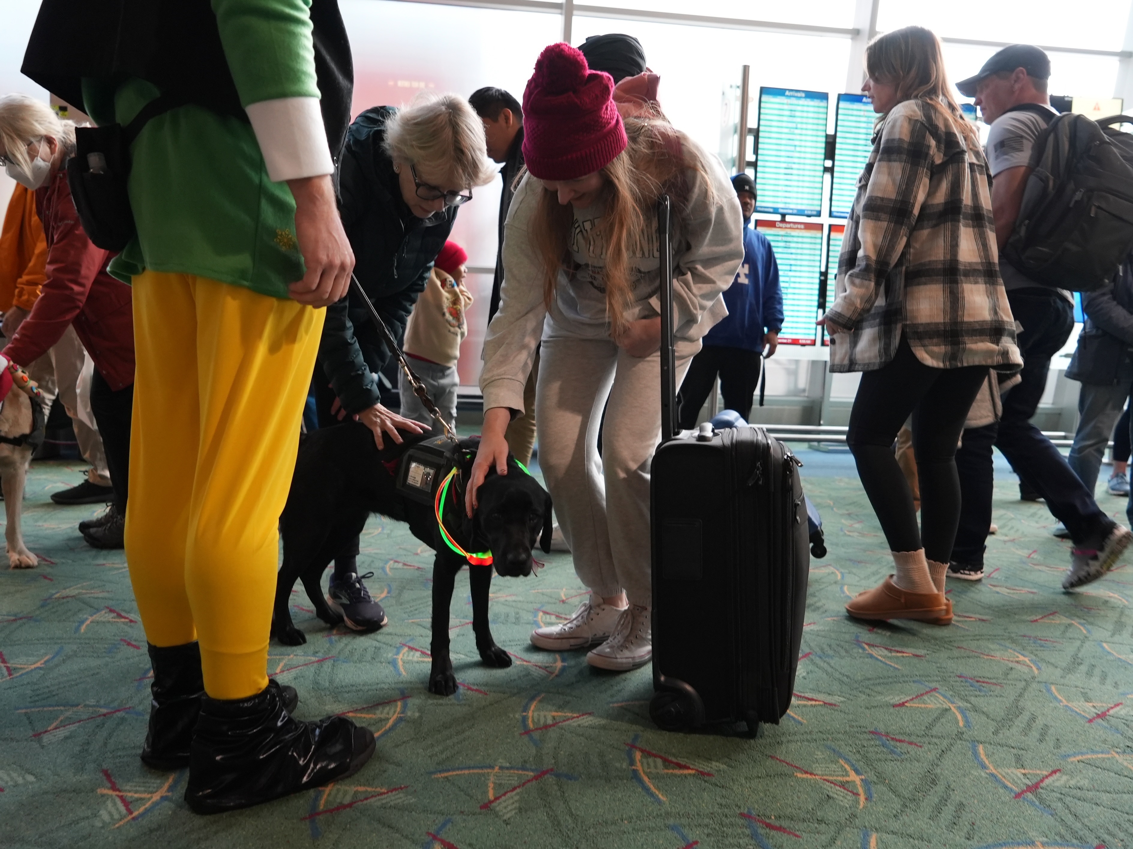 Therapy dogs at Portland Airport - oregonlive.com