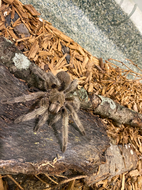 Rare tarantula named Gwen up for adoption in Boston - masslive.com