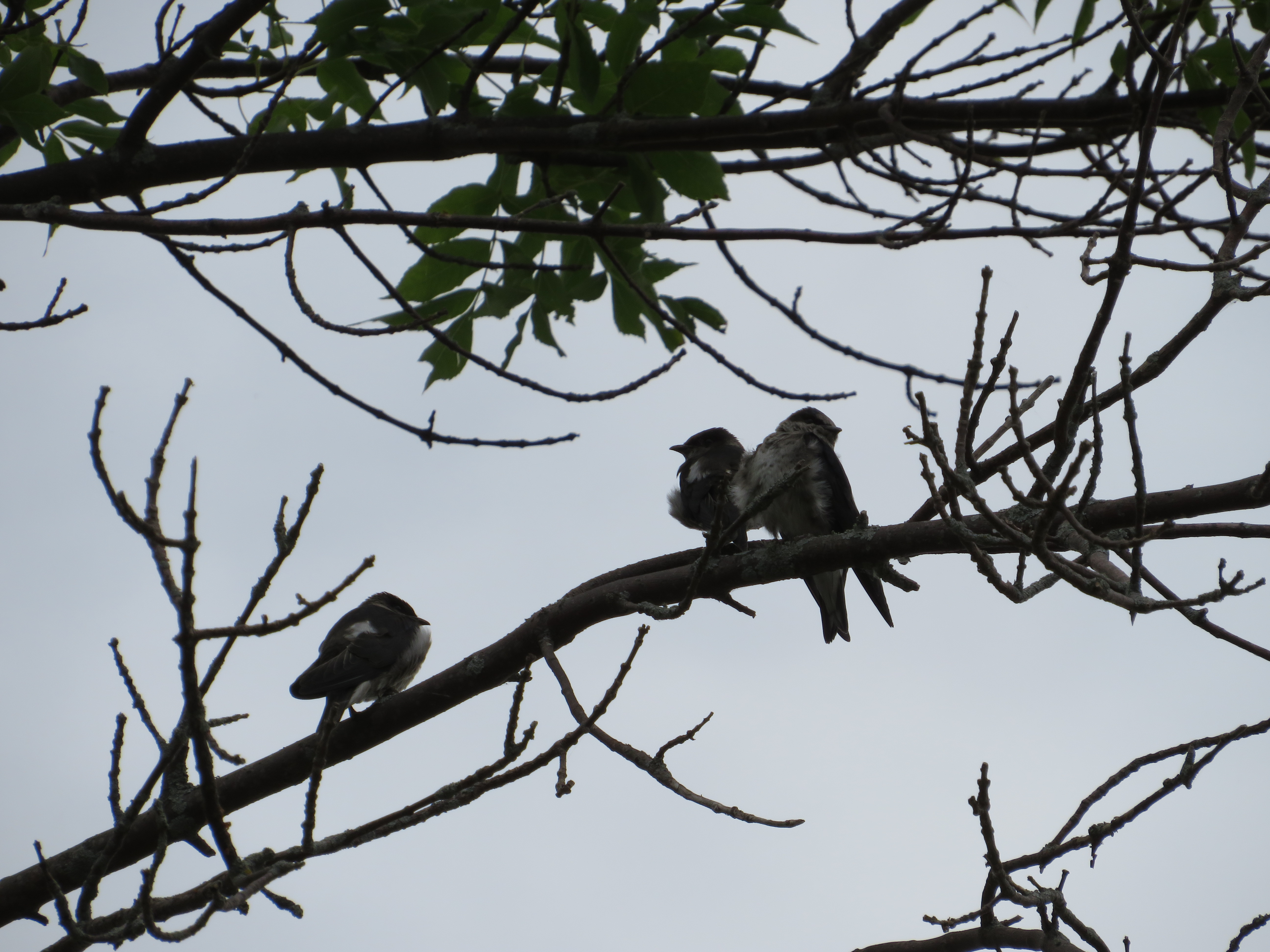Purple martin colony in Escanaba - mlive.com