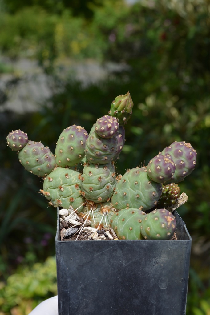 Hardy cacti - oregonlive.com