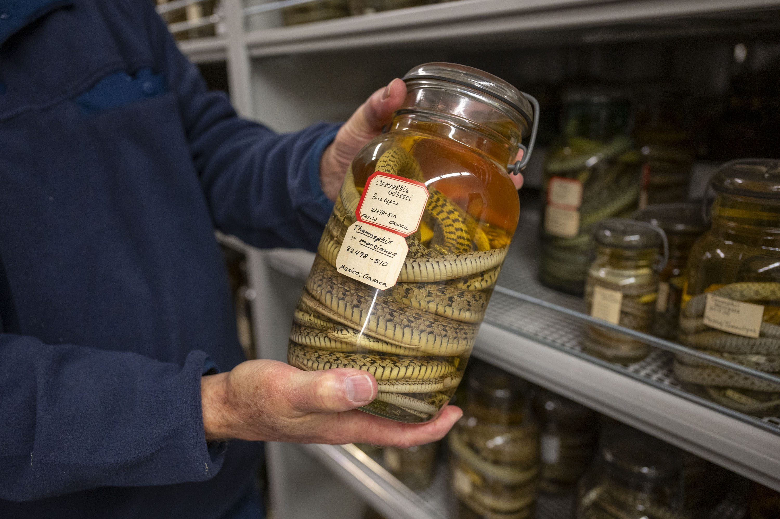 University of Michigan's snake collection - mlive.com