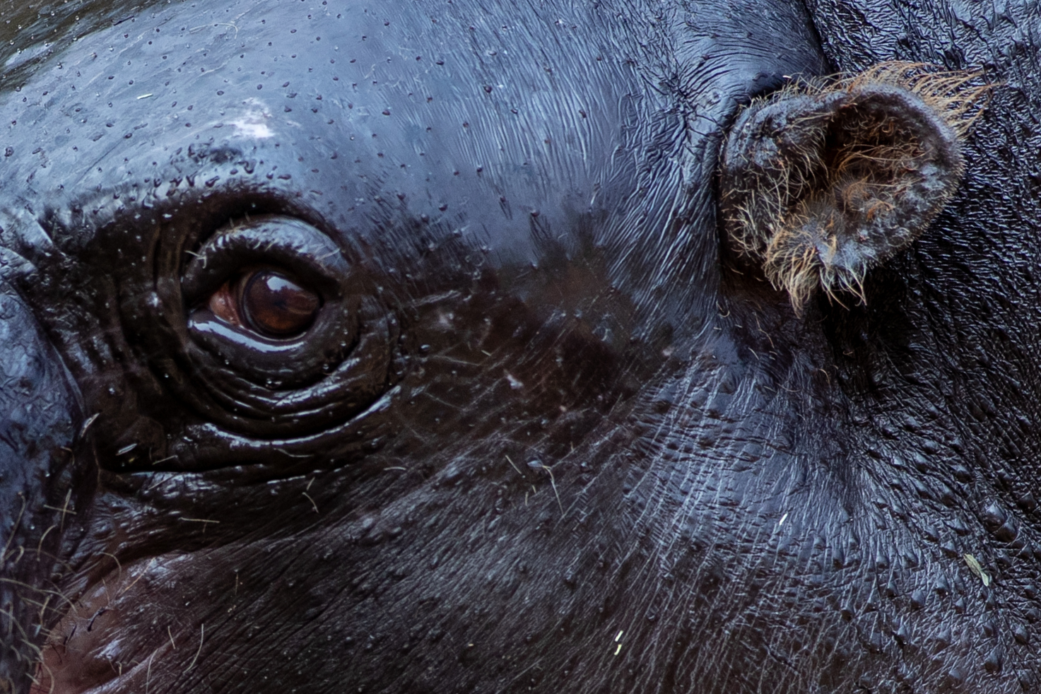 John Ball Zoo’s new pygmy hippo - mlive.com