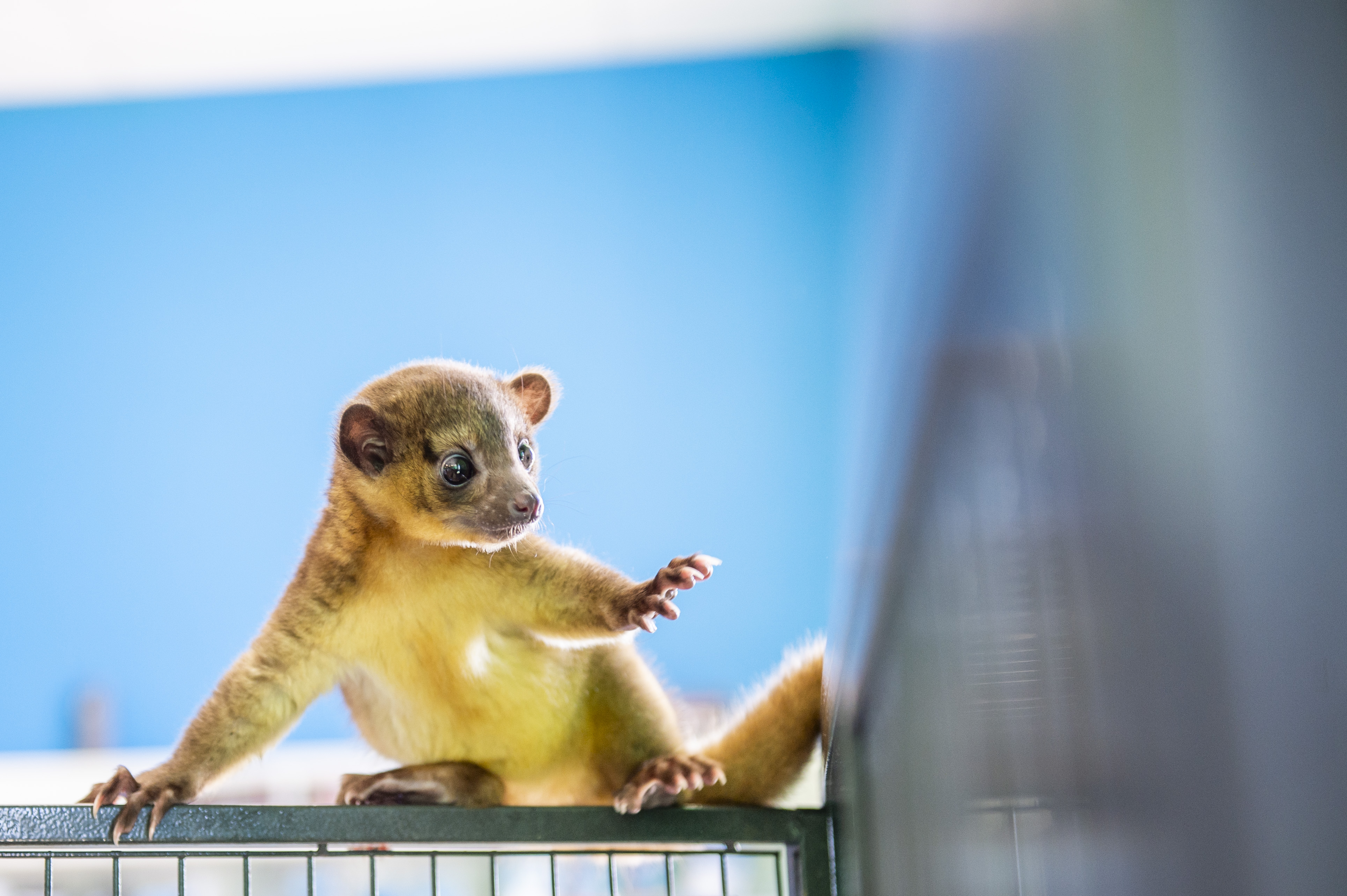 Not your Average Pet: Meet a Kinkajou in Saginaw - mlive.com