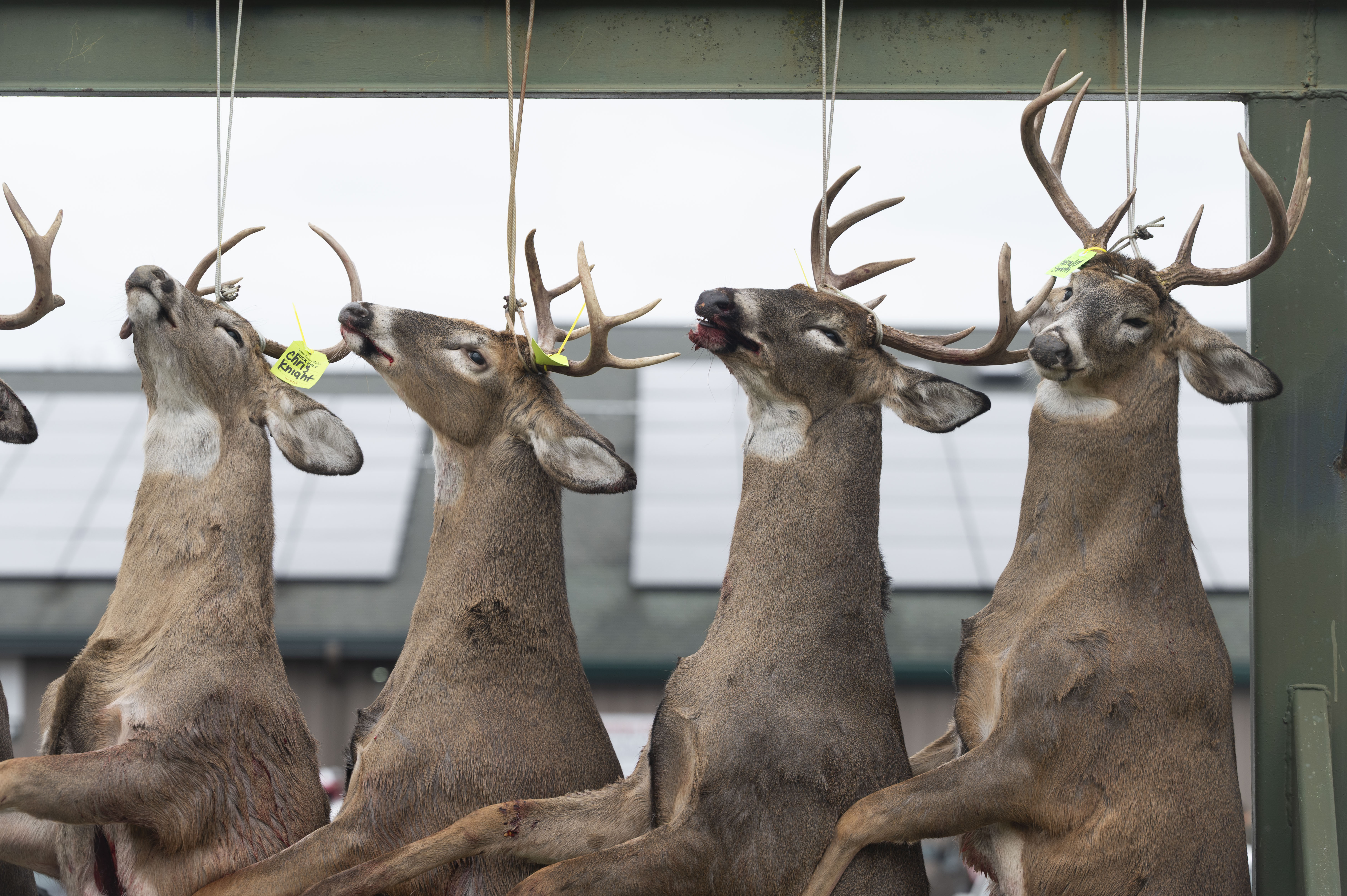 Jerome Country Market hosts its 20th annual buck pole - mlive.com