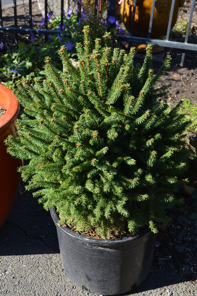 2020 Christmas trees in Oregon - oregonlive.com