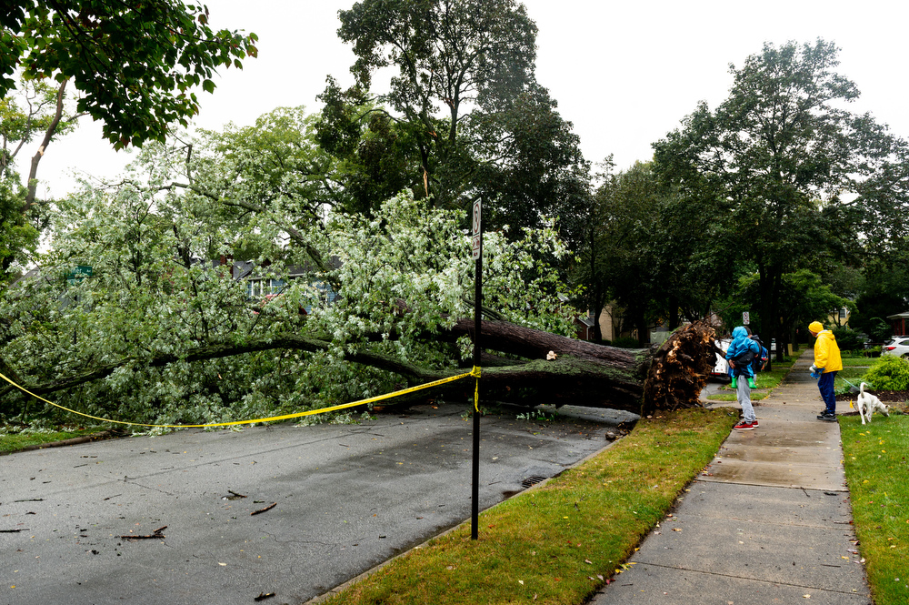 Storm causes fallen tree to block road in Ann Arbor neighborhood ...