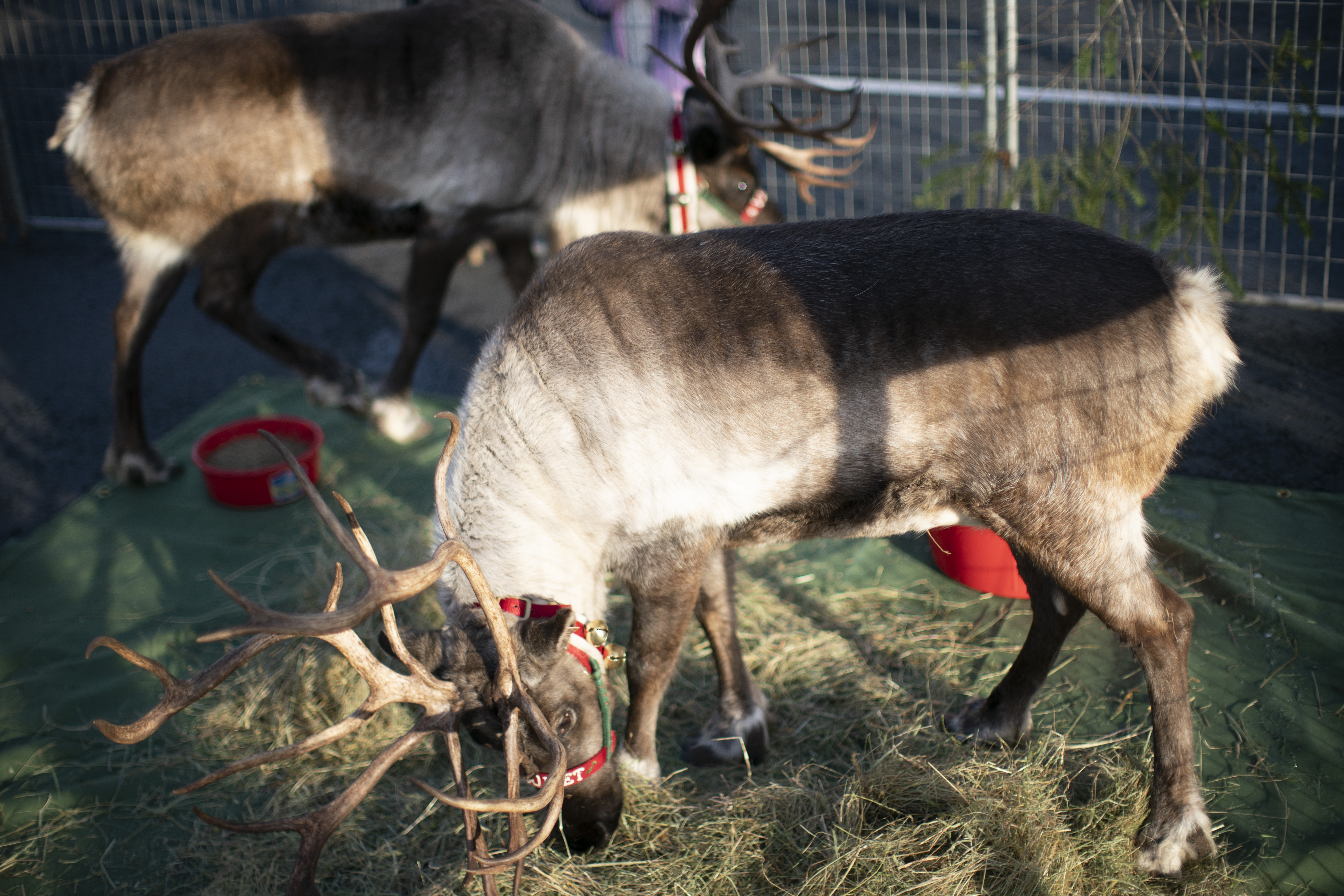 Reindeer and Santa at Gresham Station Shopping Center - oregonlive.com