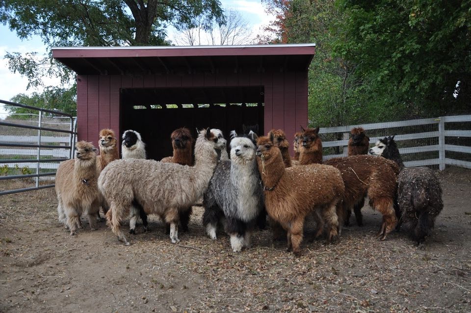 Massachusetts MSPCA gets 20 alpacas, 29 rabbits from a single home ...