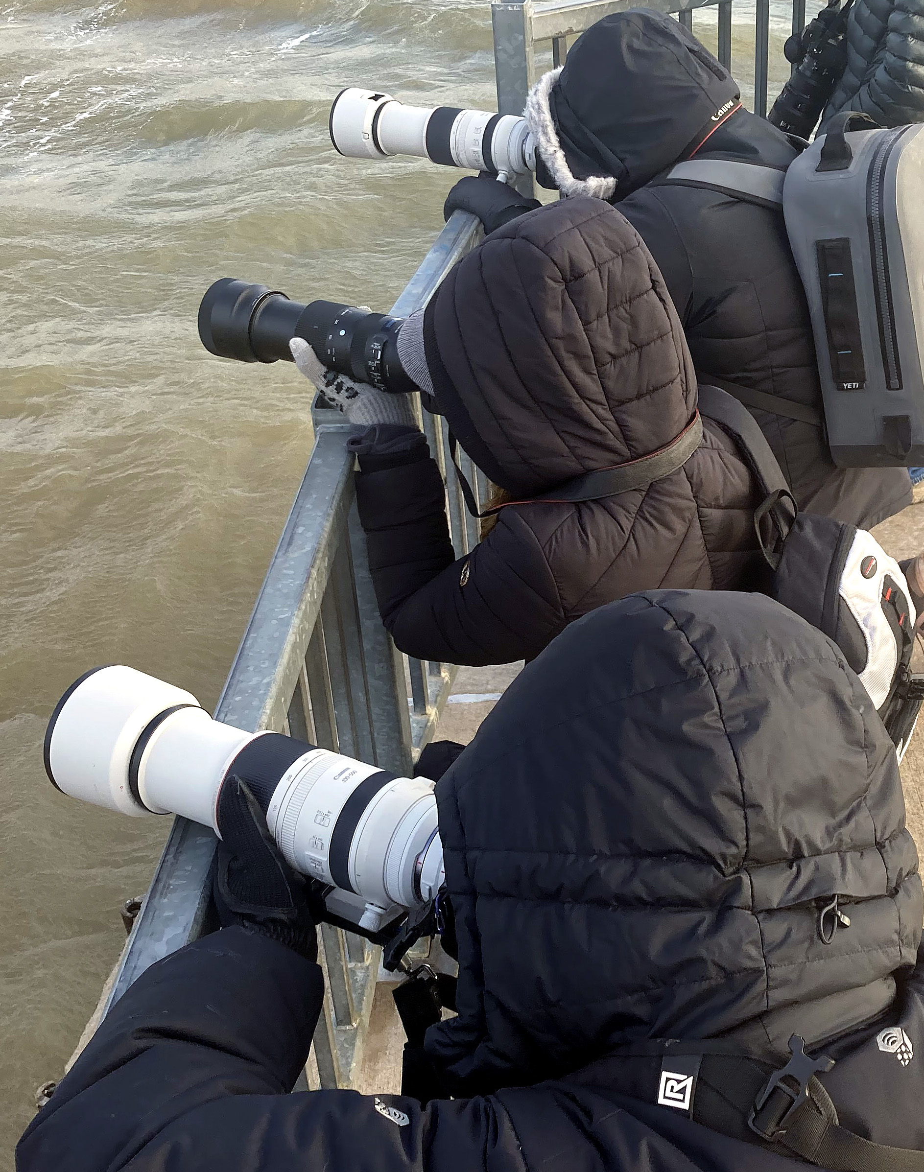 Snowy owls spotted in Lorain Harbor, January 5, 2022 - cleveland.com