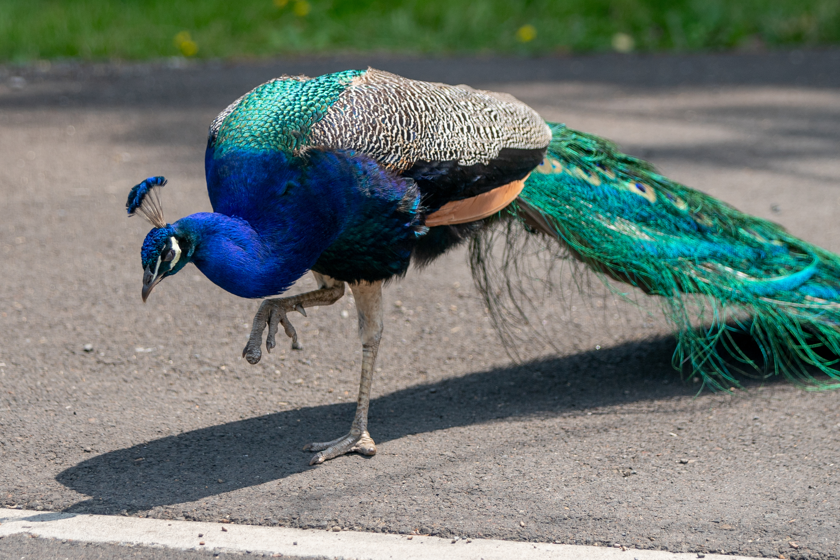 A ‘muster’ of peacocks has roamed this one Portland neighborhood for at ...