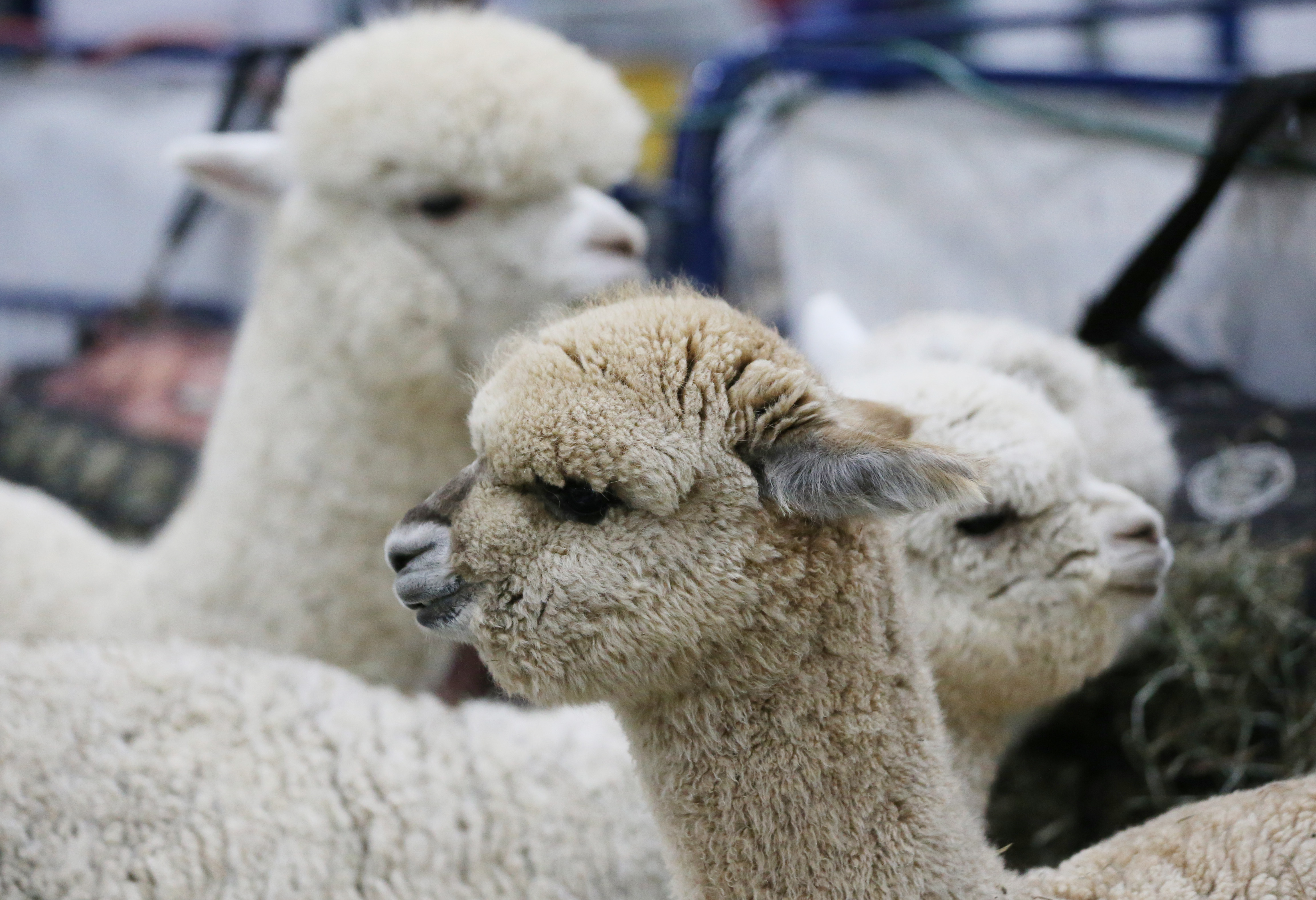 The Buckeye Alpaca Show at Summit County Fairgrounds, March 23, 2024 ...