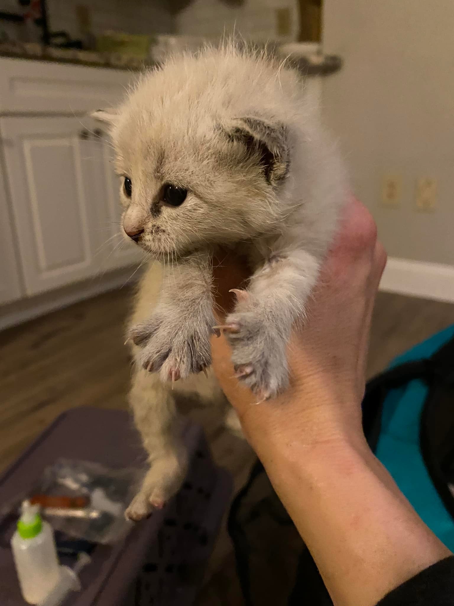 Dakin Kitten Street Team - masslive.com