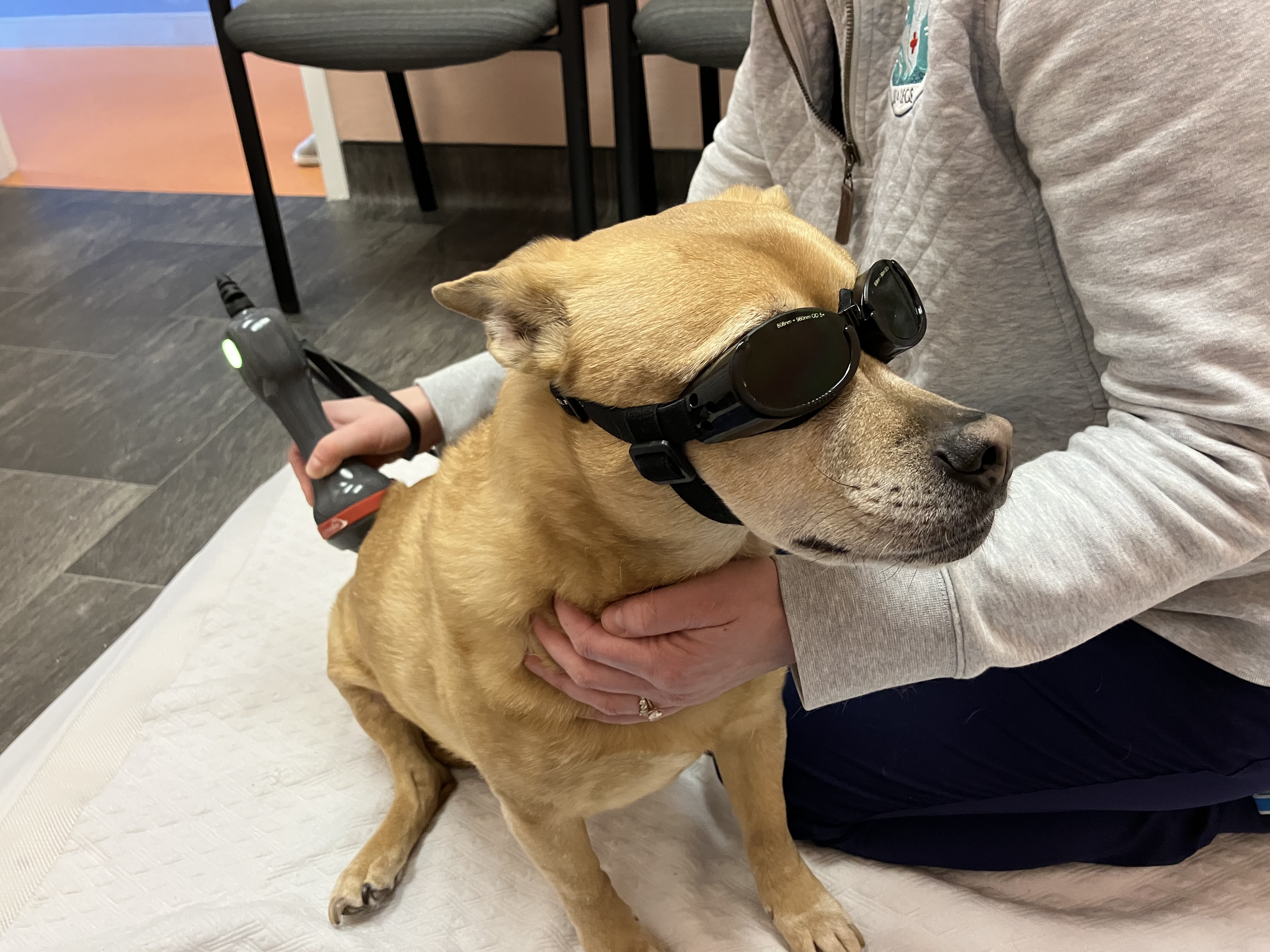 Sea Legs Integrative Veterinary Health - masslive.com
