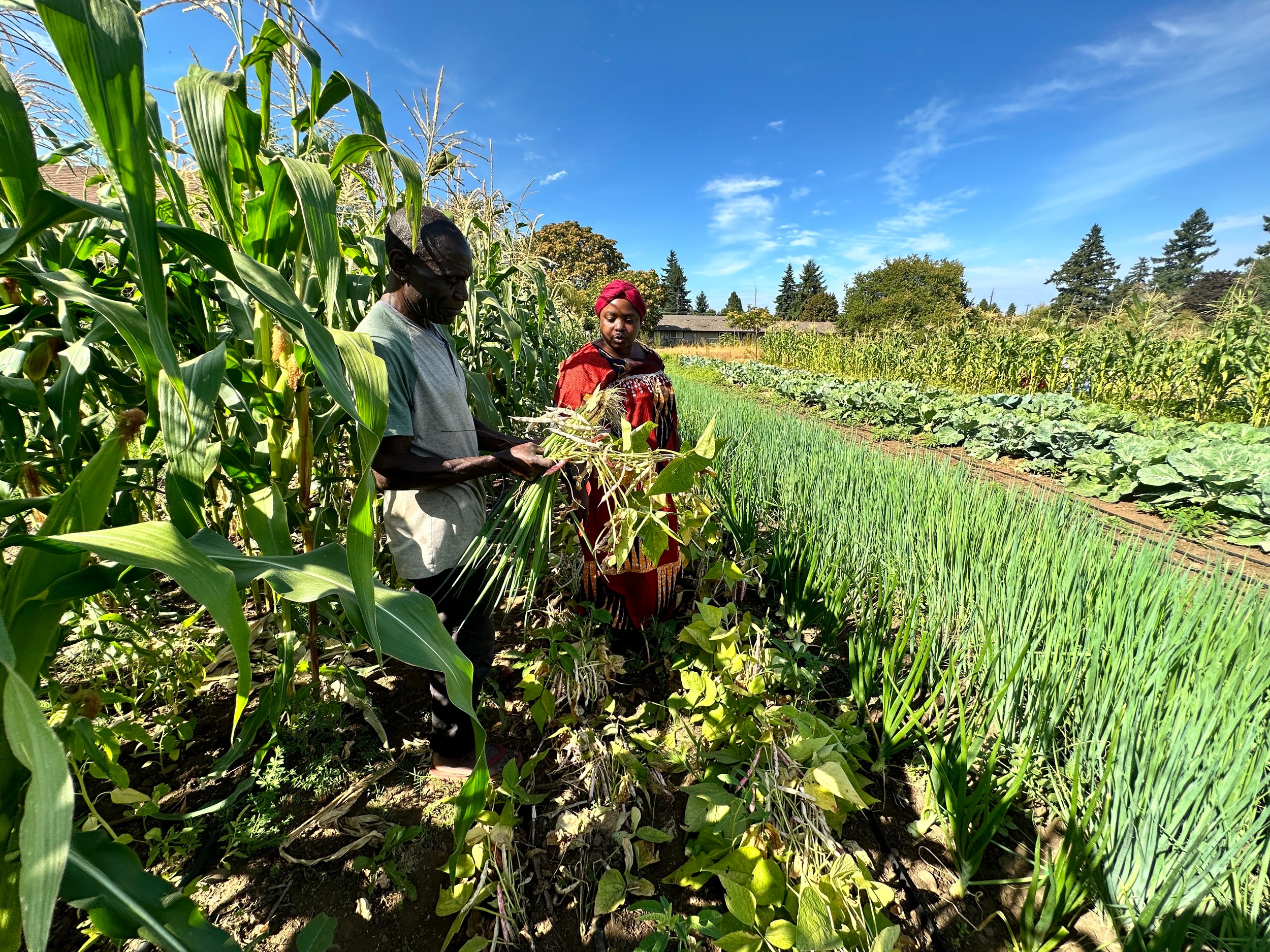 Oregon immigrant farmers sprout businesses from community gardens ...