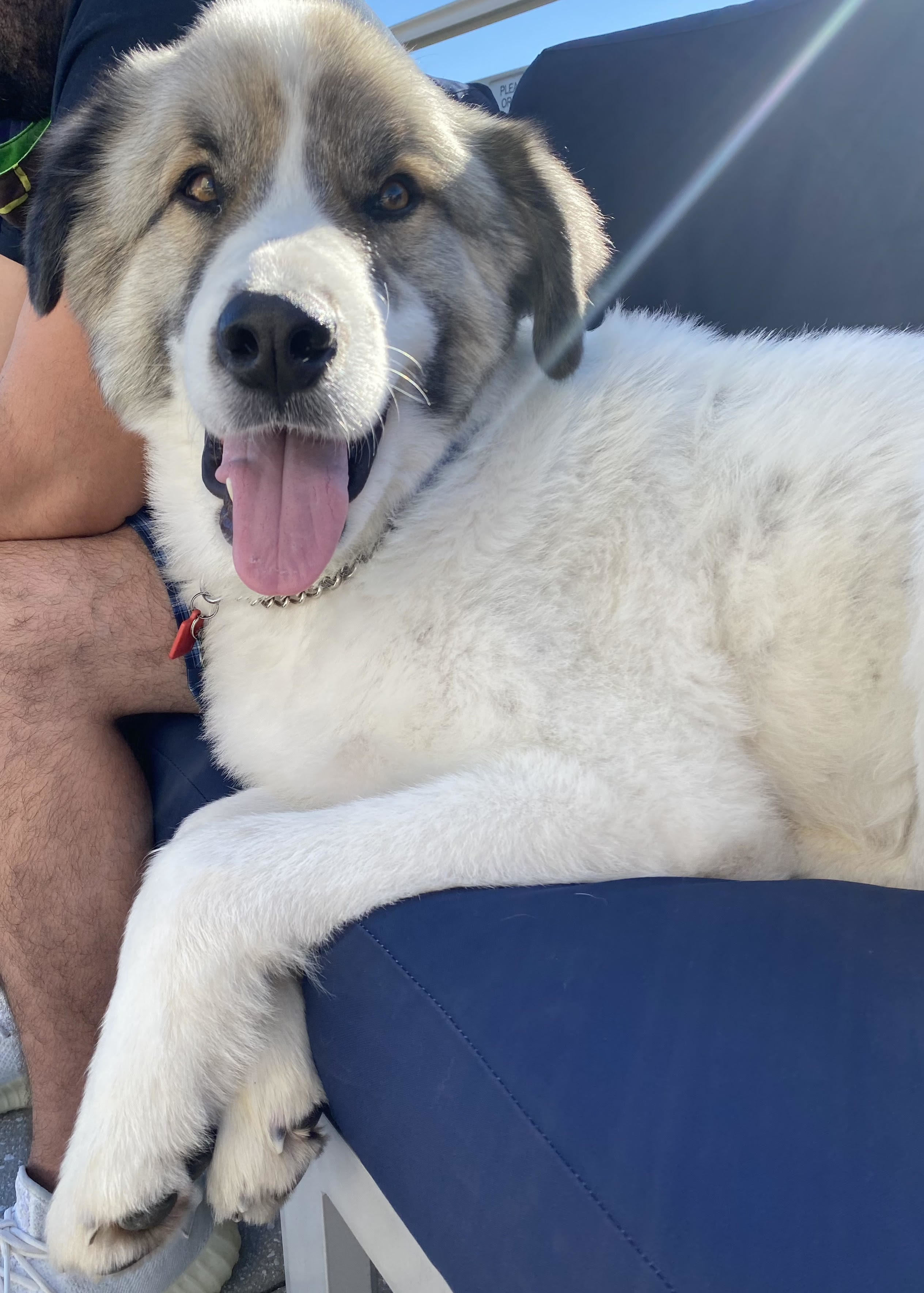 These 17 furry faces are sure to make you smile: June 20-21 - silive.com