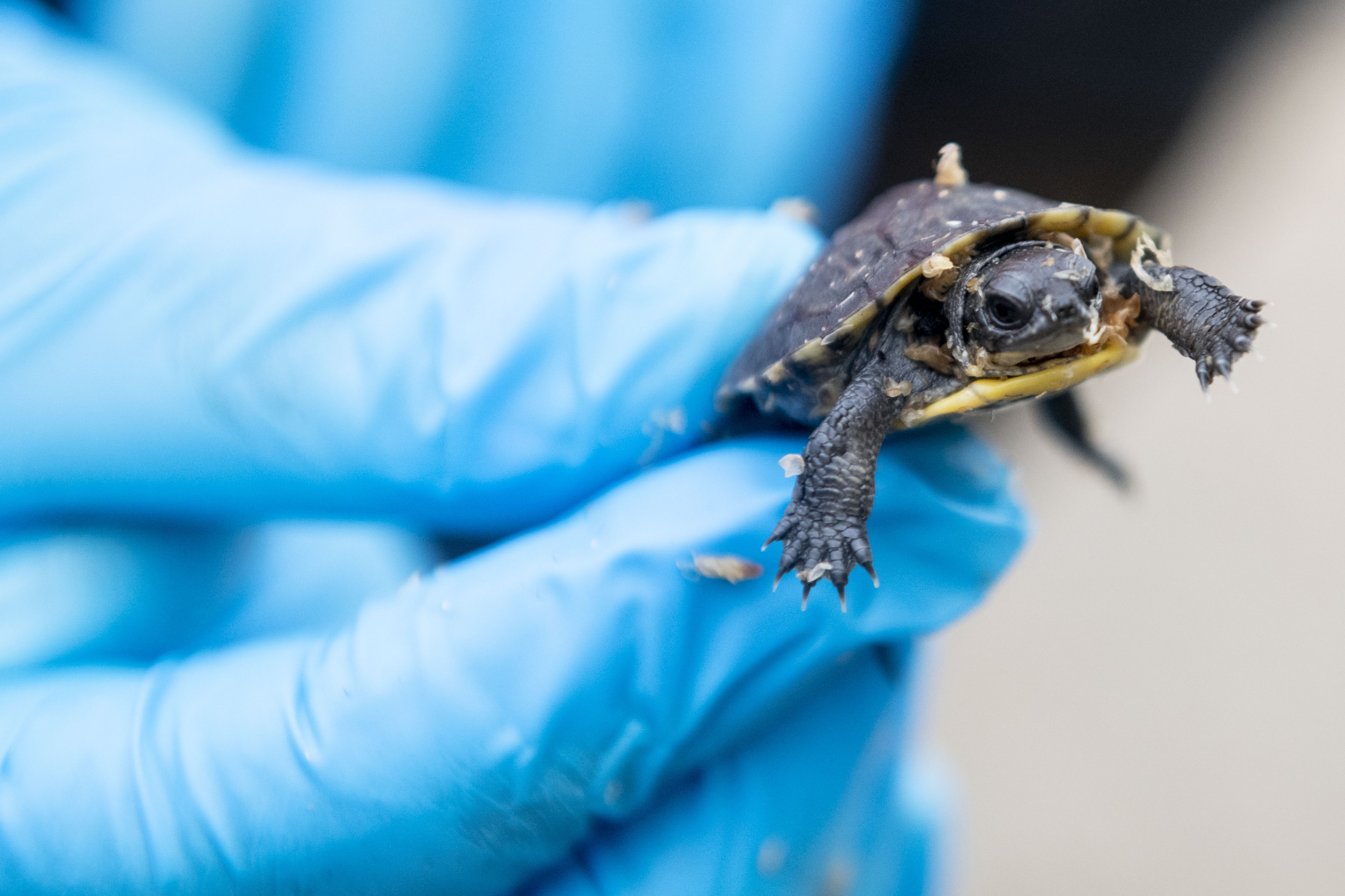 Turtles raised in captivity released into wetlands as part of ...