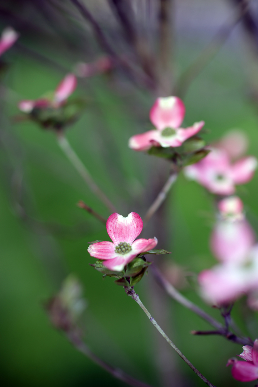 Spring in full bloom in Northeast Ohio - cleveland.com