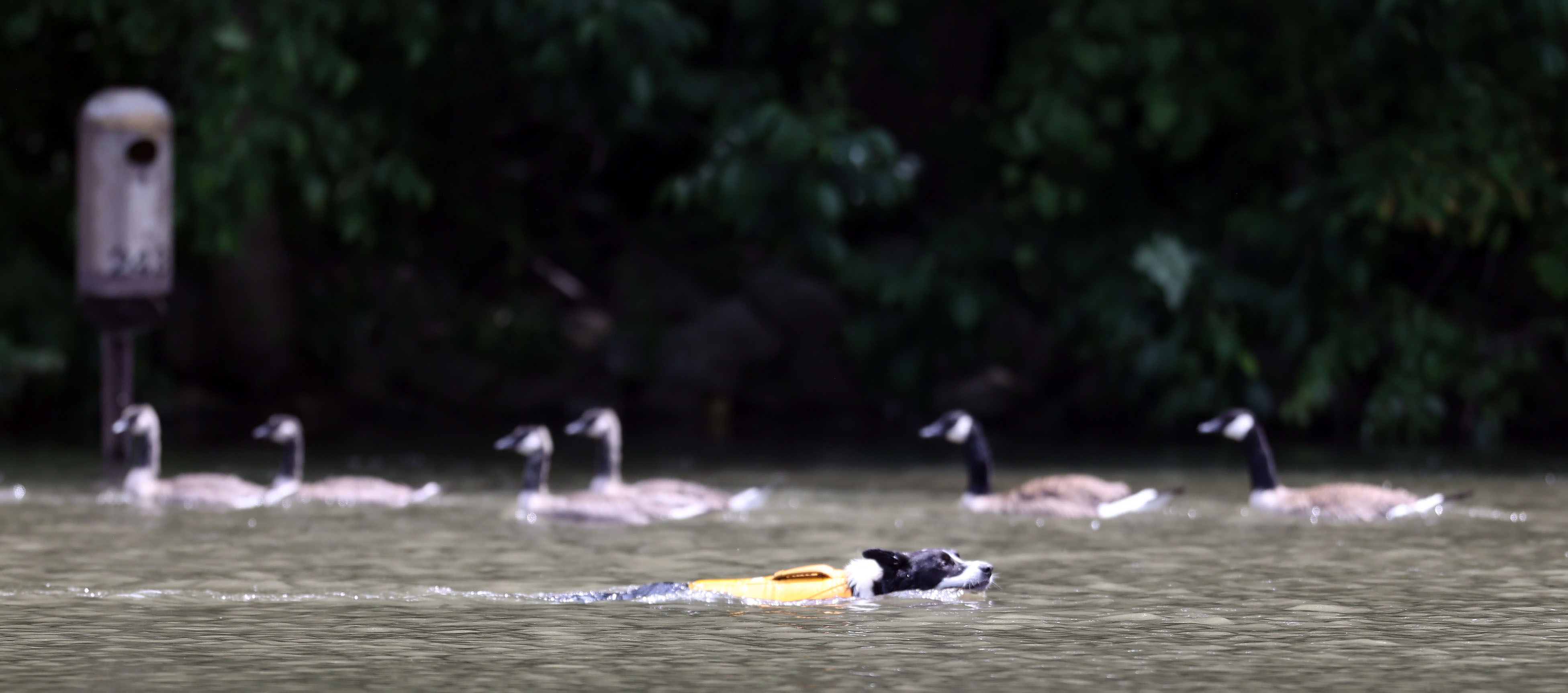 Geese Chasers clear out geese from area land，June 14，2023 - cleveland.com