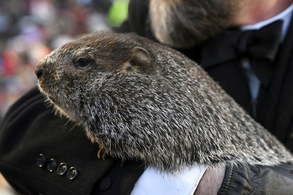 Punxsutawney Phil sees his shadow during annual Groundhog Day event in ...