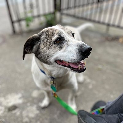 Any day is a good day to adopt a rescue pet: May 27-28 - silive.com