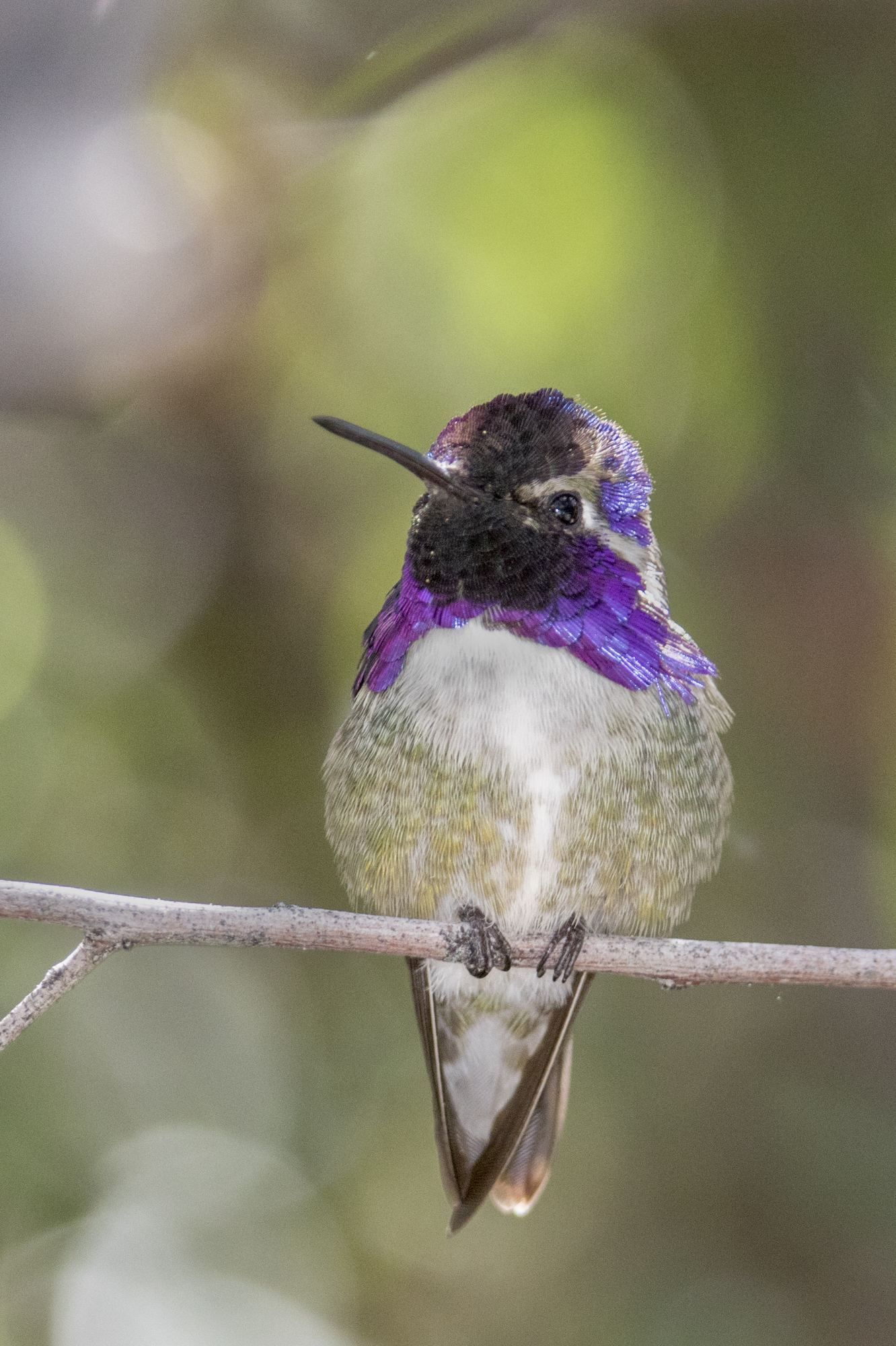 The seven species of Oregon hummingbirds - oregonlive.com