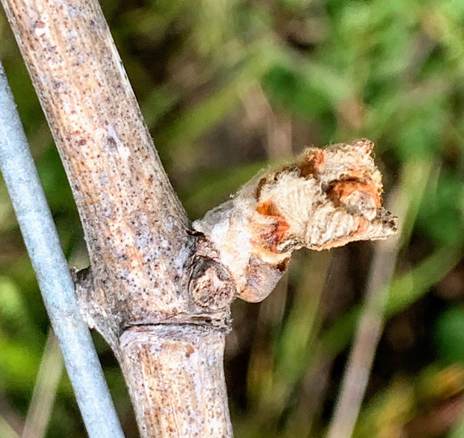Frost damages Oregon's wine crop - oregonlive.com