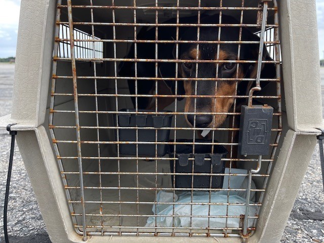 MSPCA-Angell evacuates 75 animals from Hurricane Ida in Louisiana ...