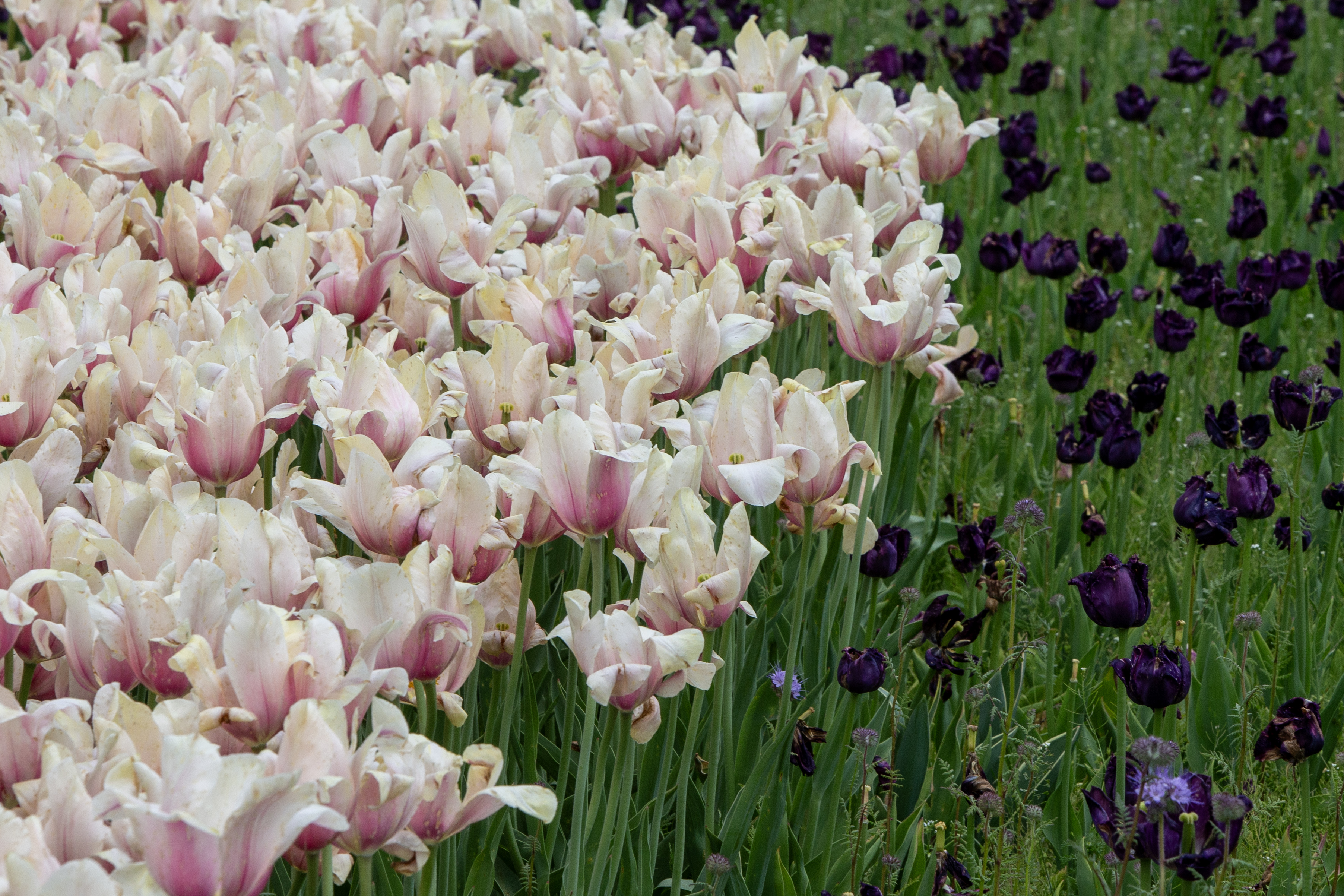 95th Tulip Time Festival kicks off - mlive.com