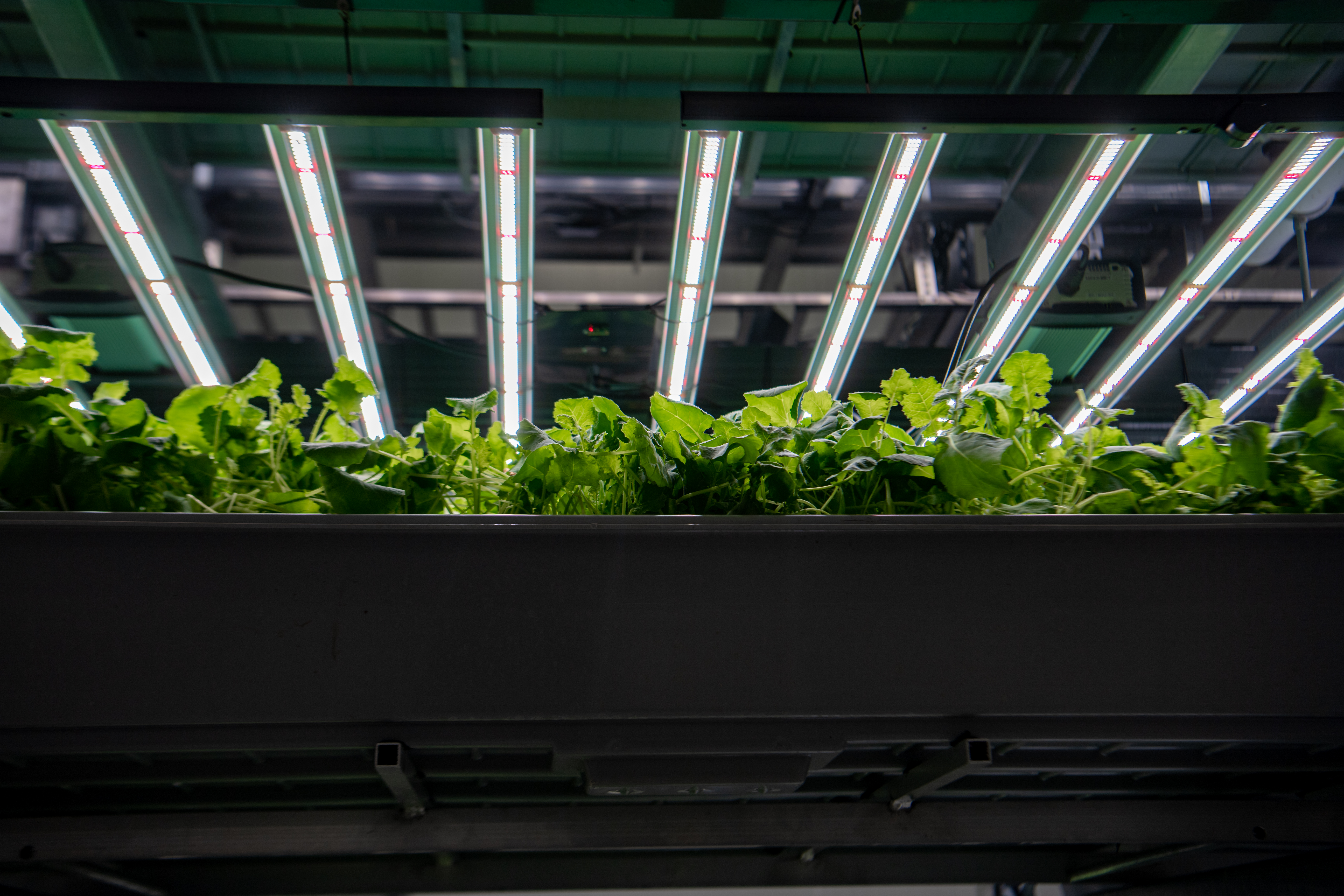 Vertical Farm - nj.com