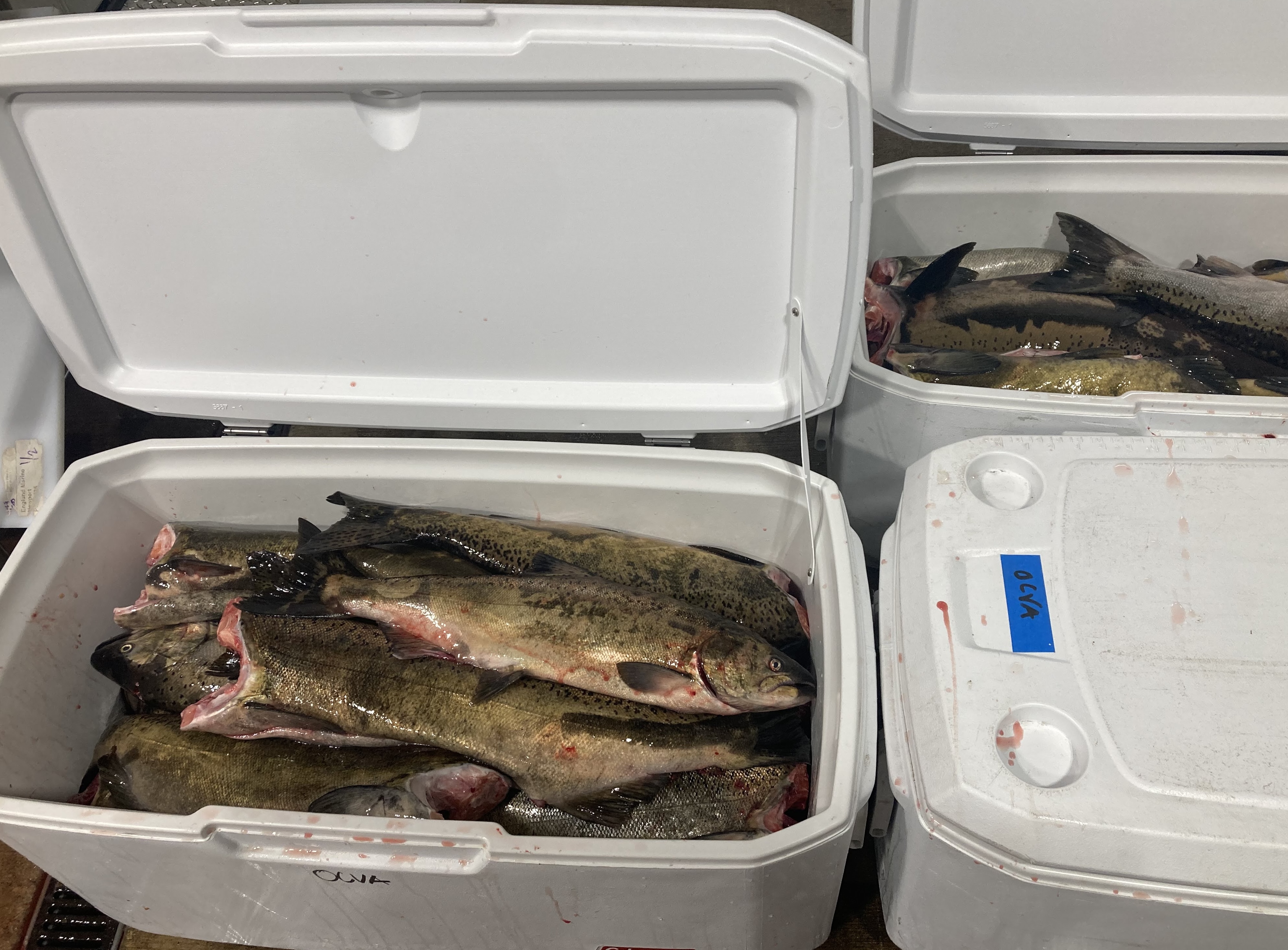 How hatchery salmon has been recaptured to feed this Oregon coast ...