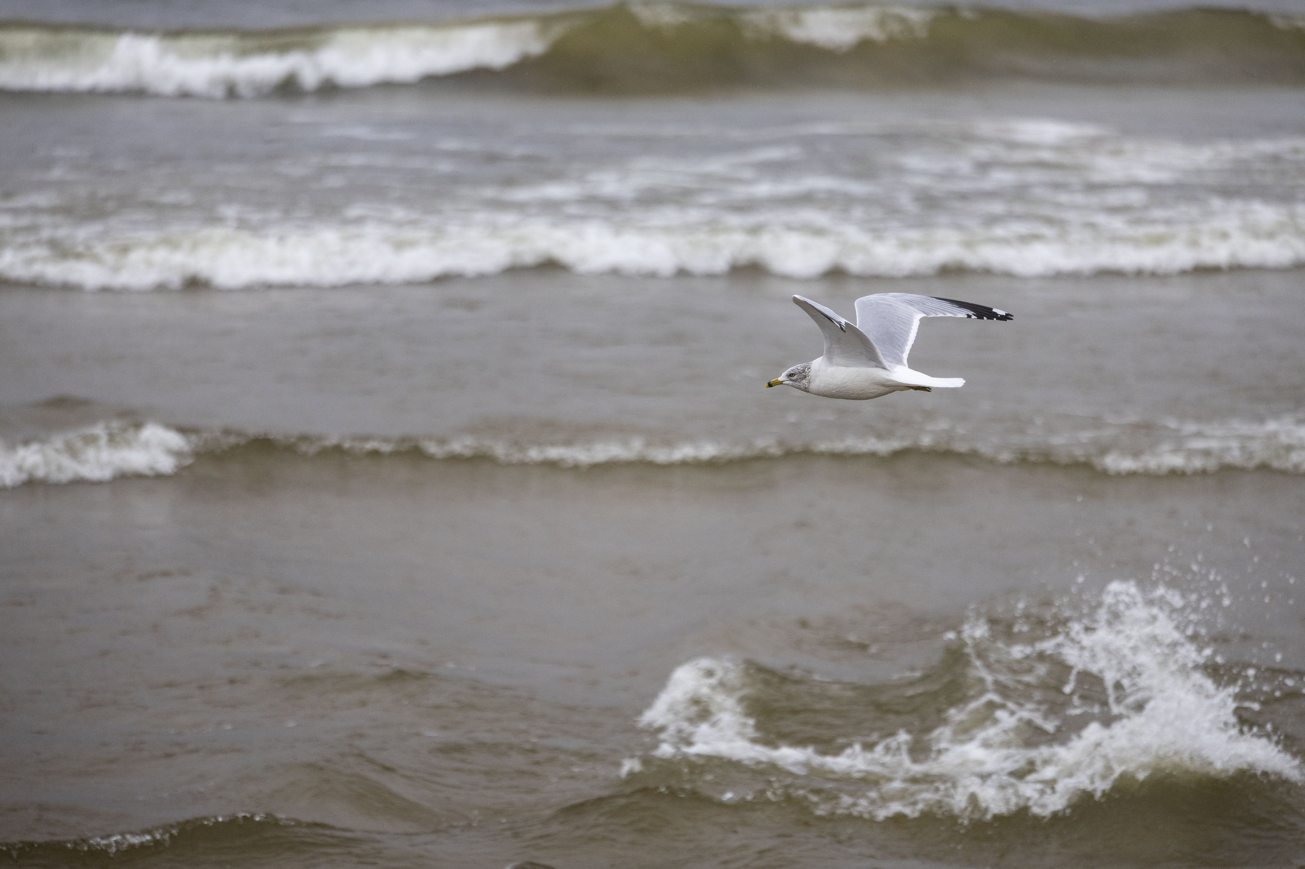 Gales of November whip up large waves on Lake Michigan - mlive.com