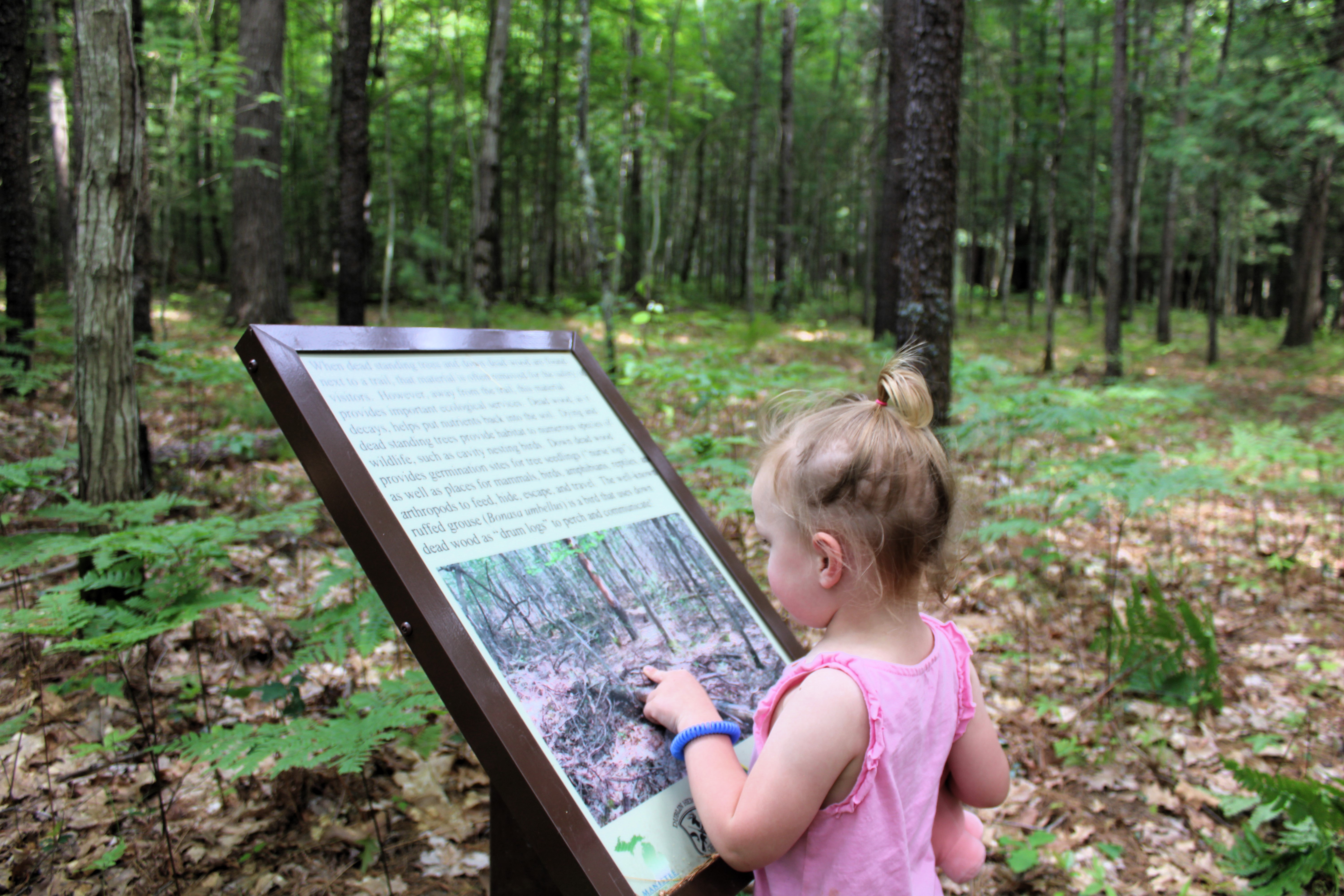 Arboretum Trail shows off 1940s tree experiment - mlive.com