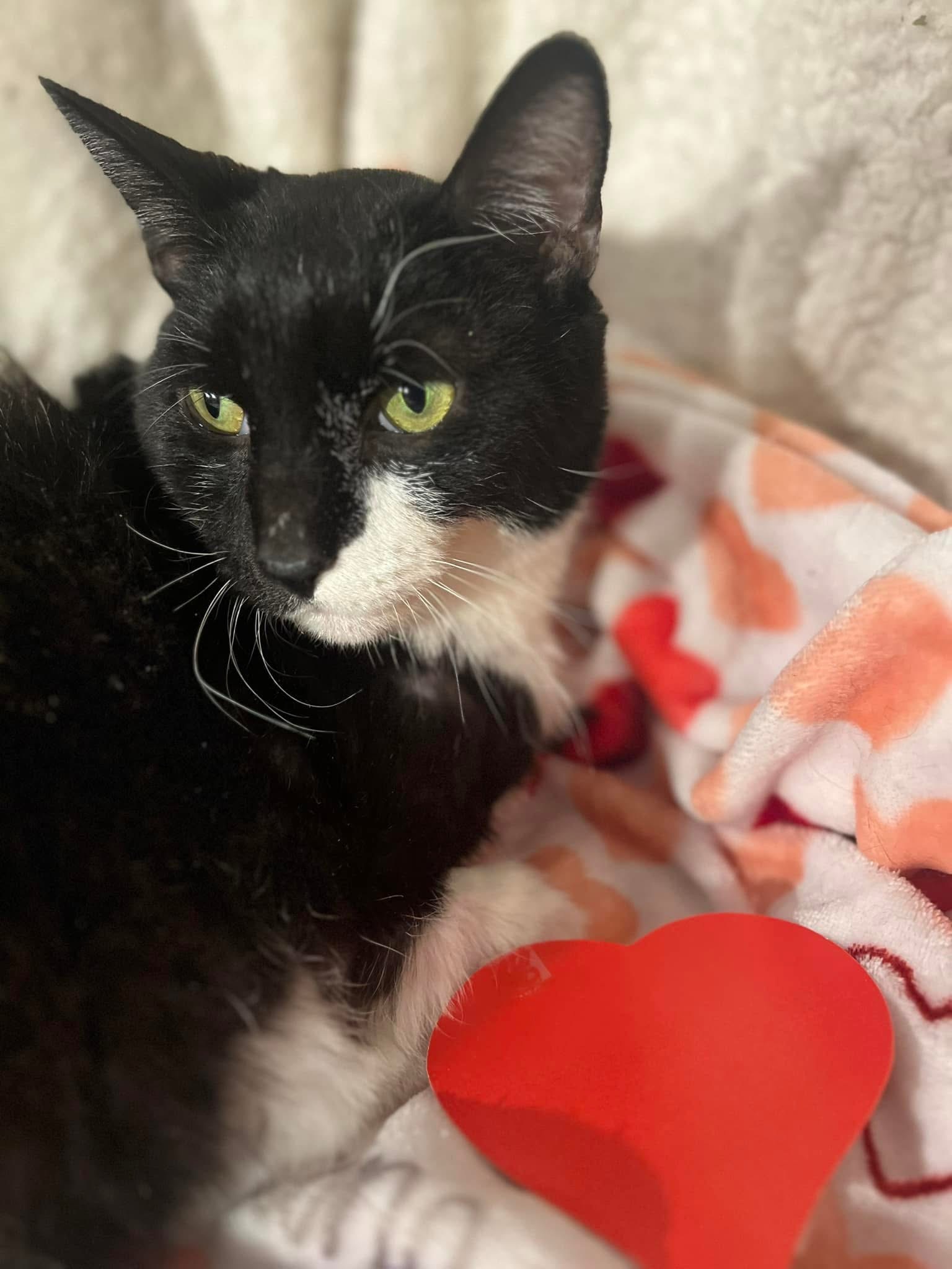 Local Animal Shelters Encourage Adoption of Lovable Pets Feb. 8-9 ...