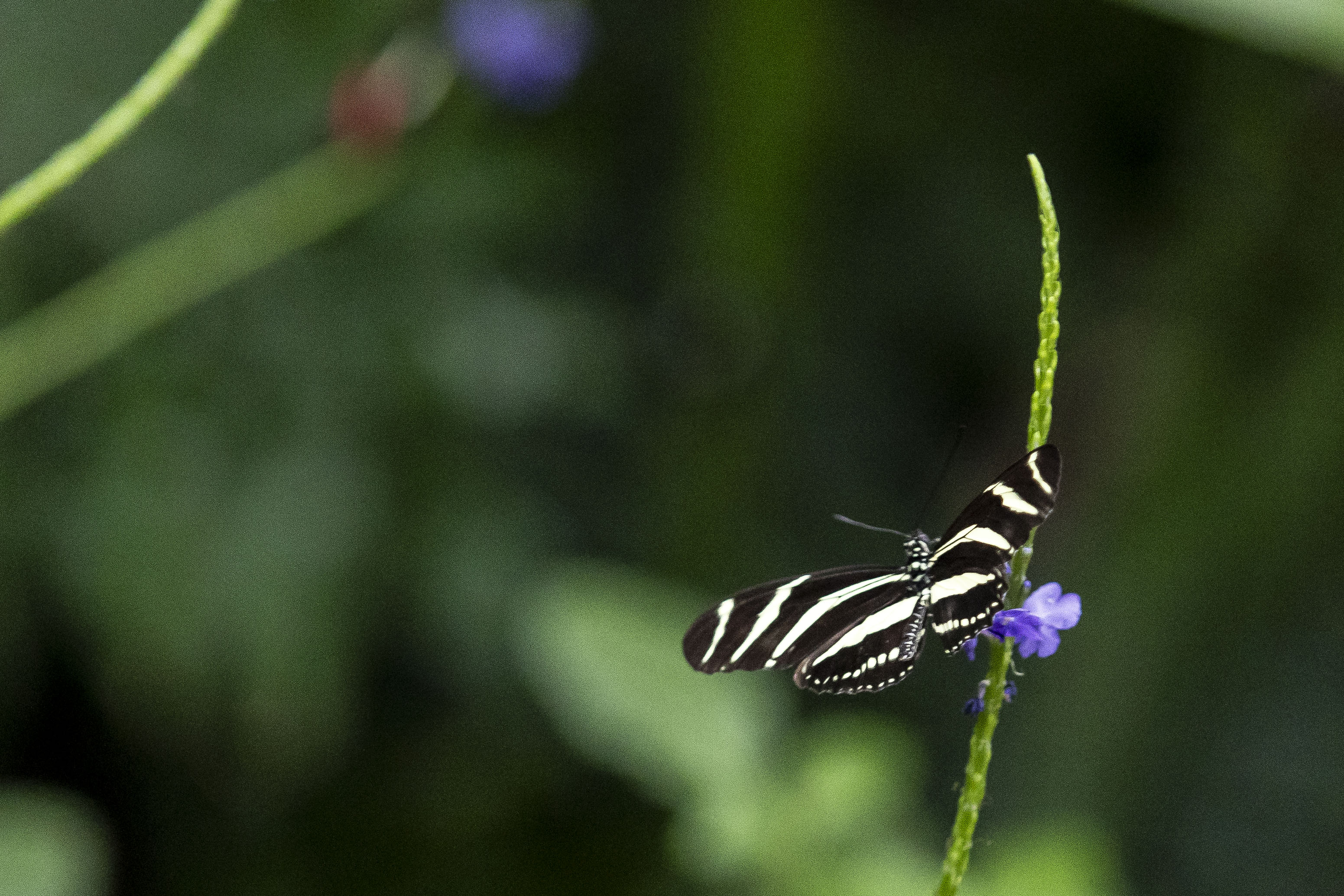 Thousands of tropical butterflies unveil elegance, beauty at Meijer ...