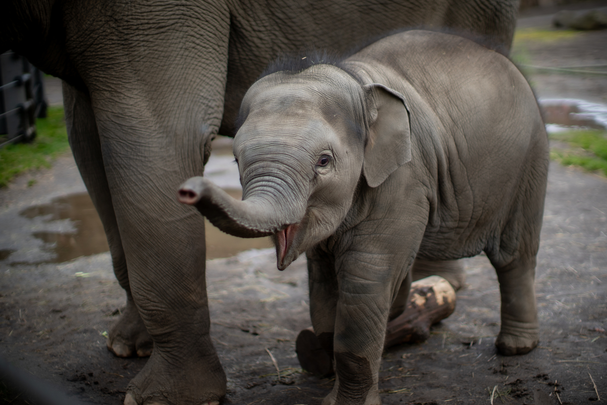 Tula-Tu’s first birthday at the Oregon Zoo - oregonlive.com